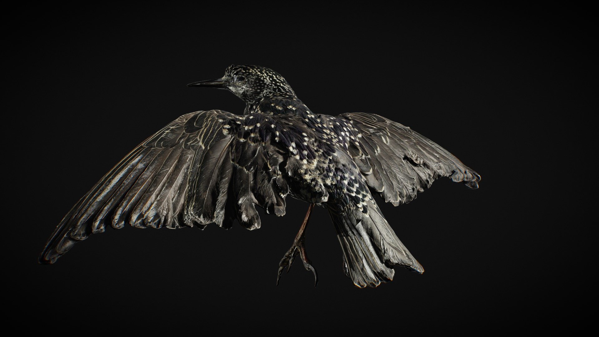 Dead Bird - 3D model by inciprocal (@inciprocal.com) [83c94b8] - Sketchfab