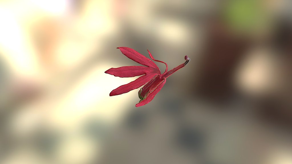 Red Cardinal Flower - 3D model by Libraries of Life (@ExplorMorLabs ...