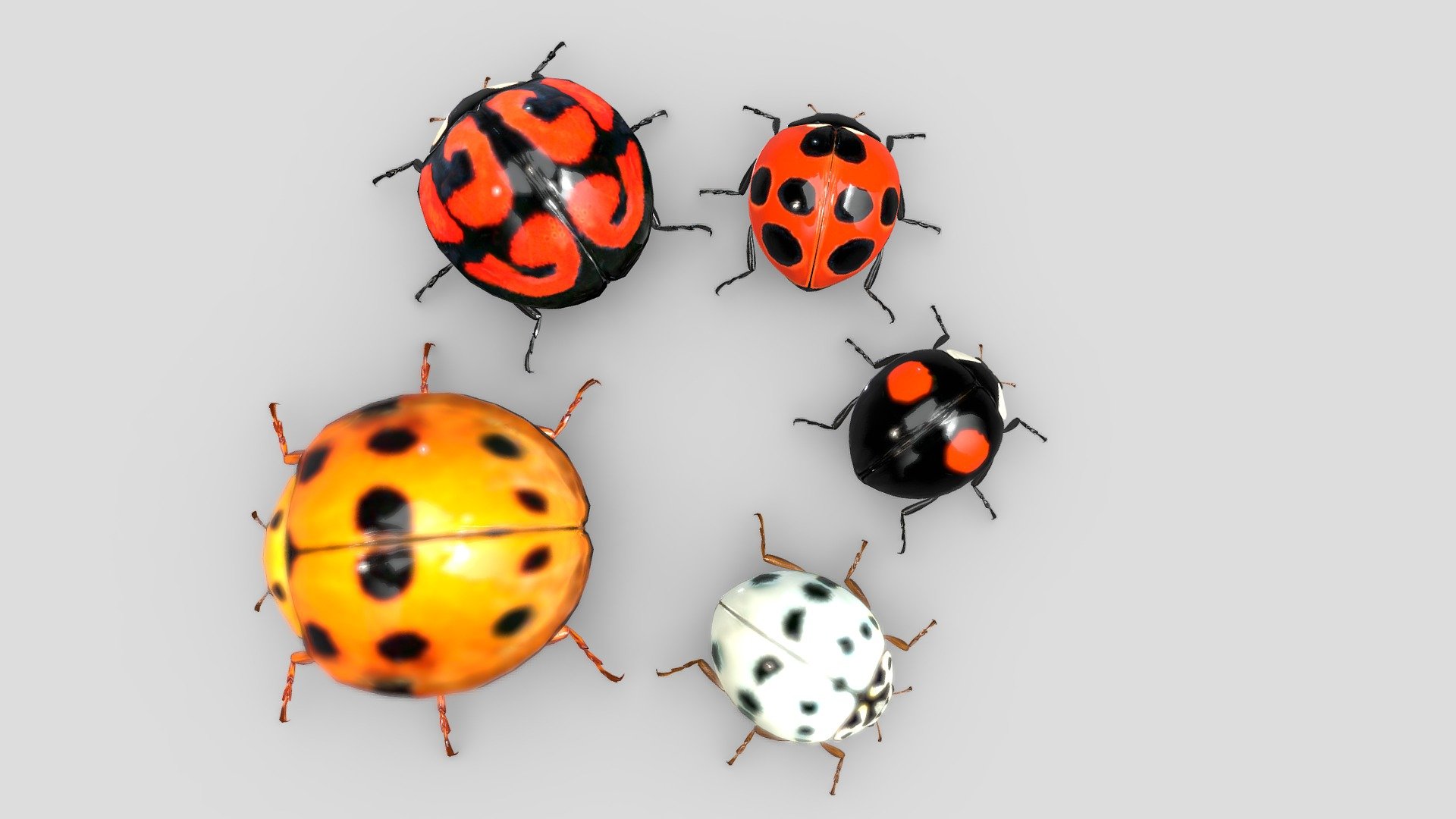 Ladybugs collection in showcase - 3D model by Boycraft [83ce6a6 ...