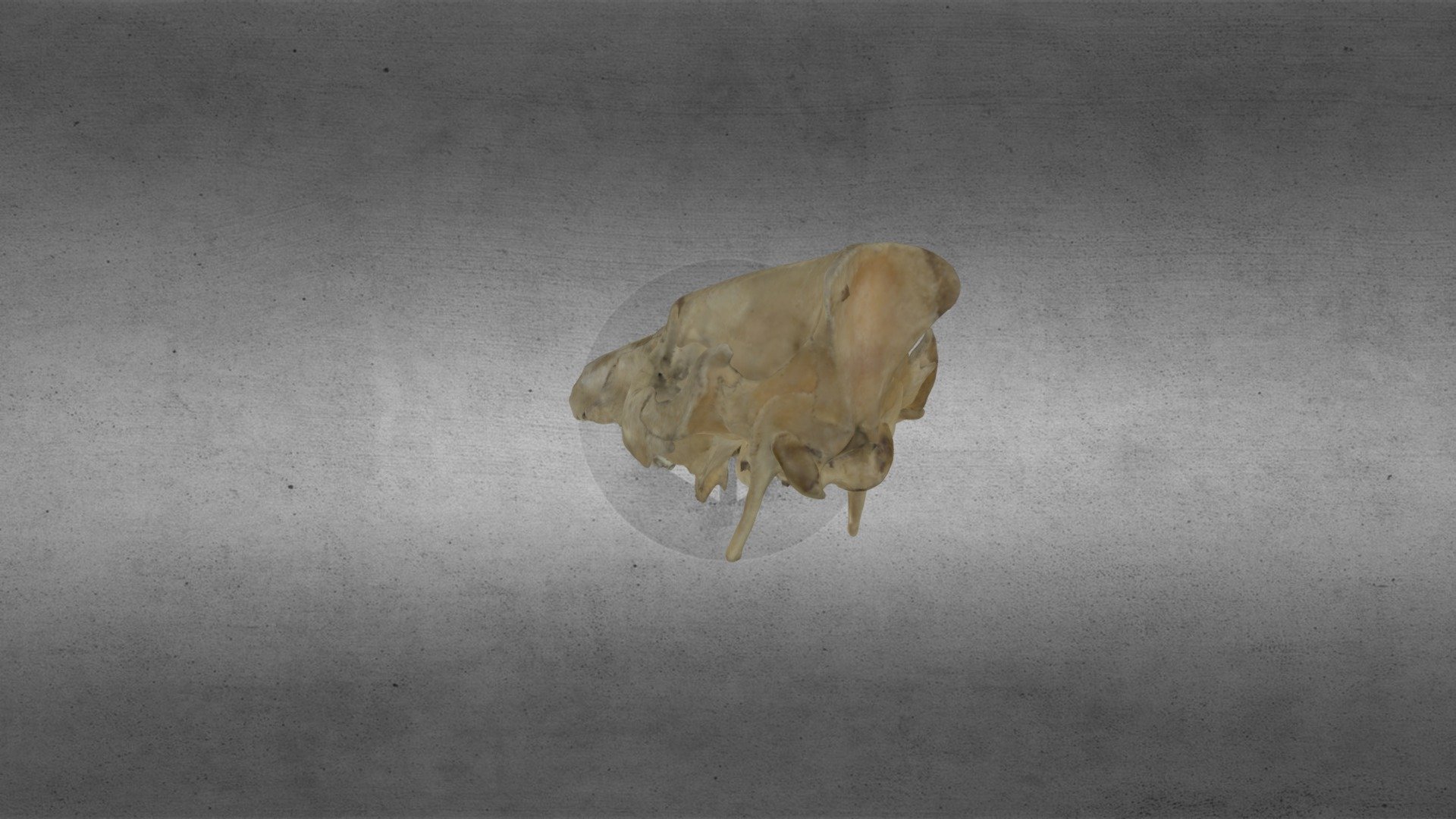 metssiga - 3D model by raid.vellerind [83d74fc] - Sketchfab