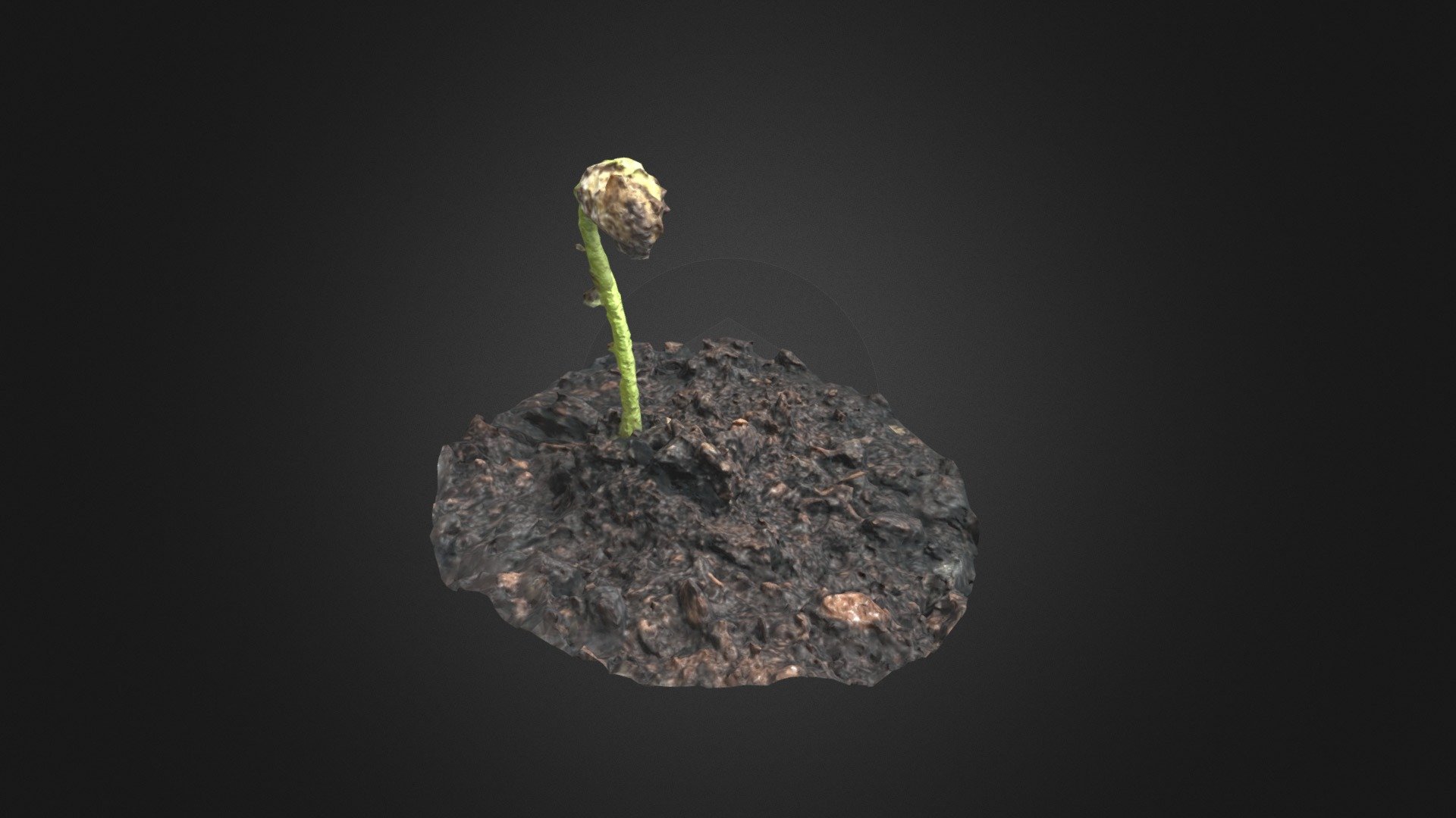 Bean Sprouting Scan 01 (Low Poly) - Download Free 3D model by Marcos ...