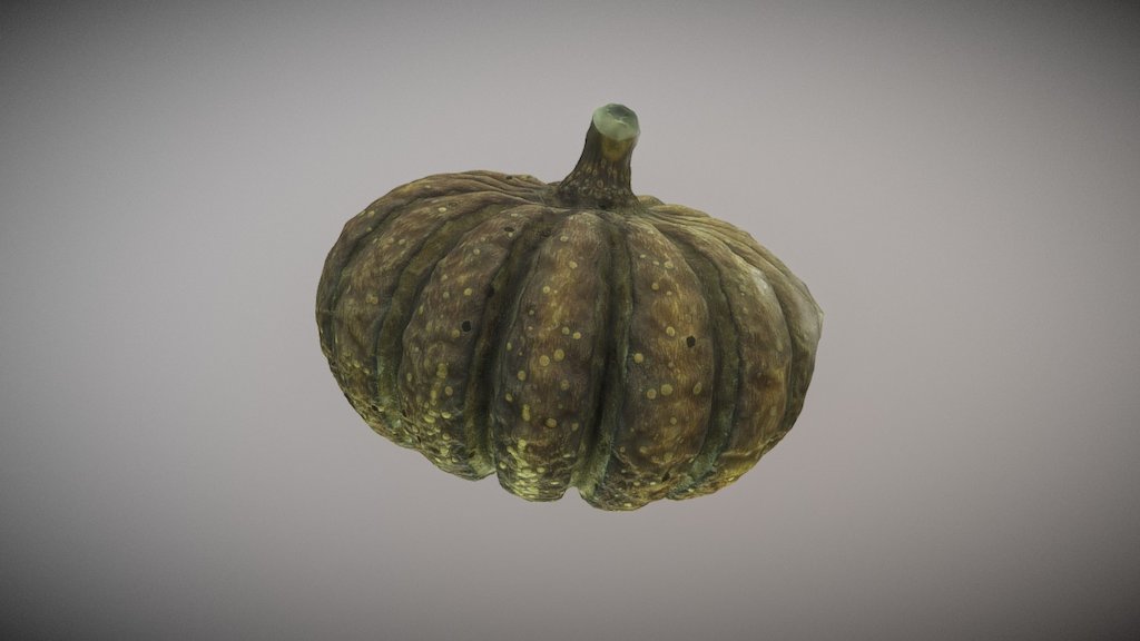 Fruto "Hura polyandra" - 3D model by ceiticb [83de1a5] - Sketchfab
