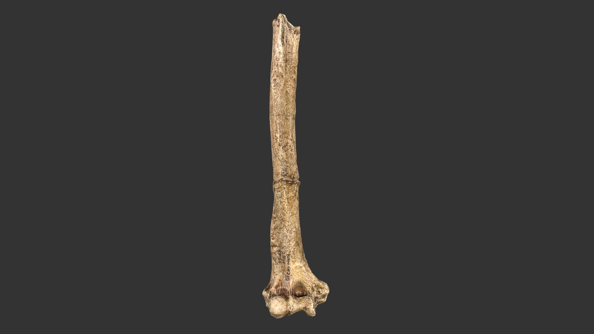 Paranthropus boisei (2501.1rp66) – humerus - Download Free 3D model by ...