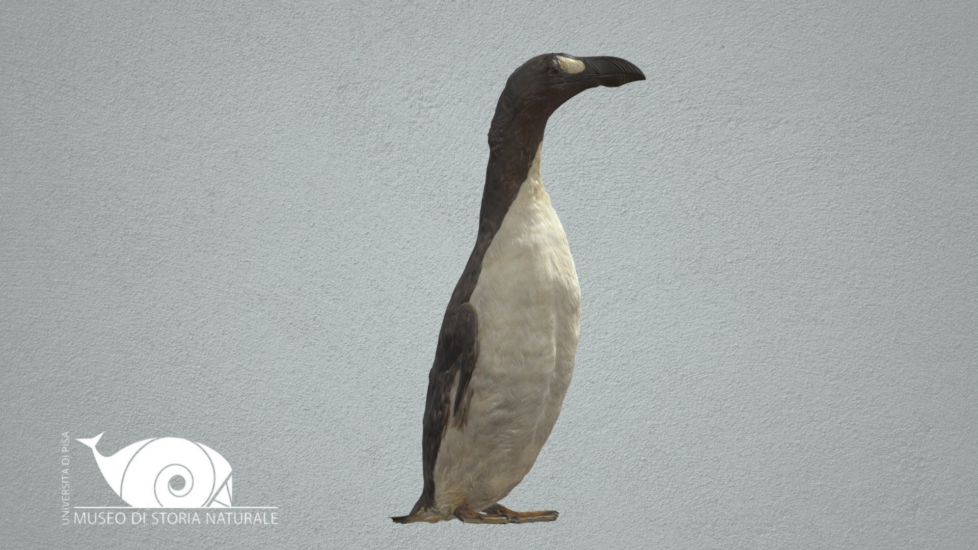 Great auk - 3D model by Natural History Museum, University of Pisa ...