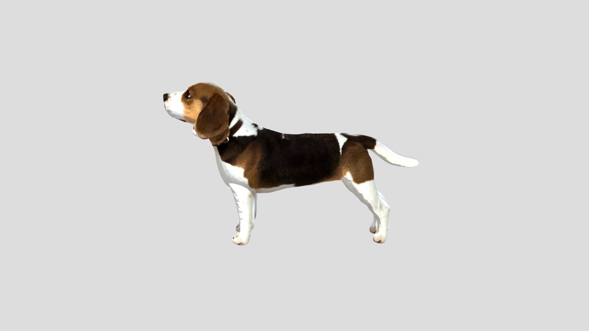 monster mash dog 2 - 3D model by meg_morgan [83e74a4] - Sketchfab