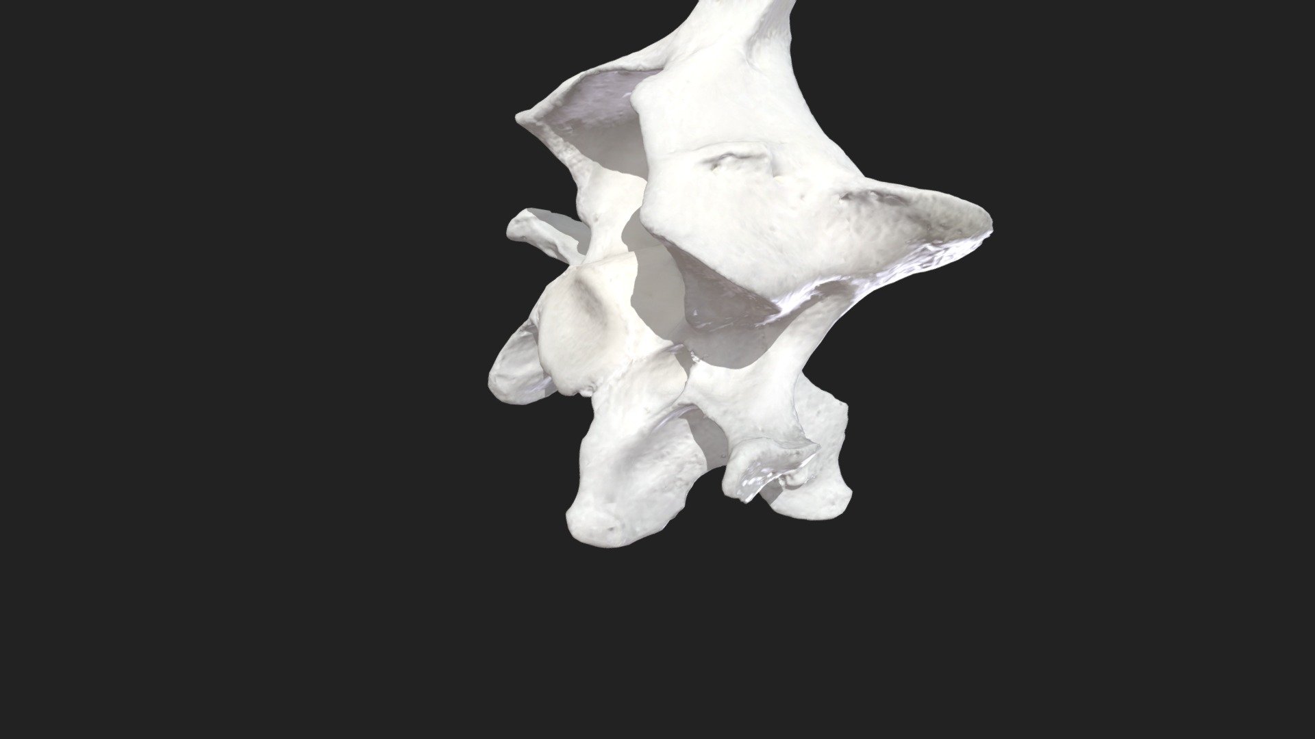 6th cervical vertebra cat - 3D model by vetanatMunich [83e8cc1] - Sketchfab