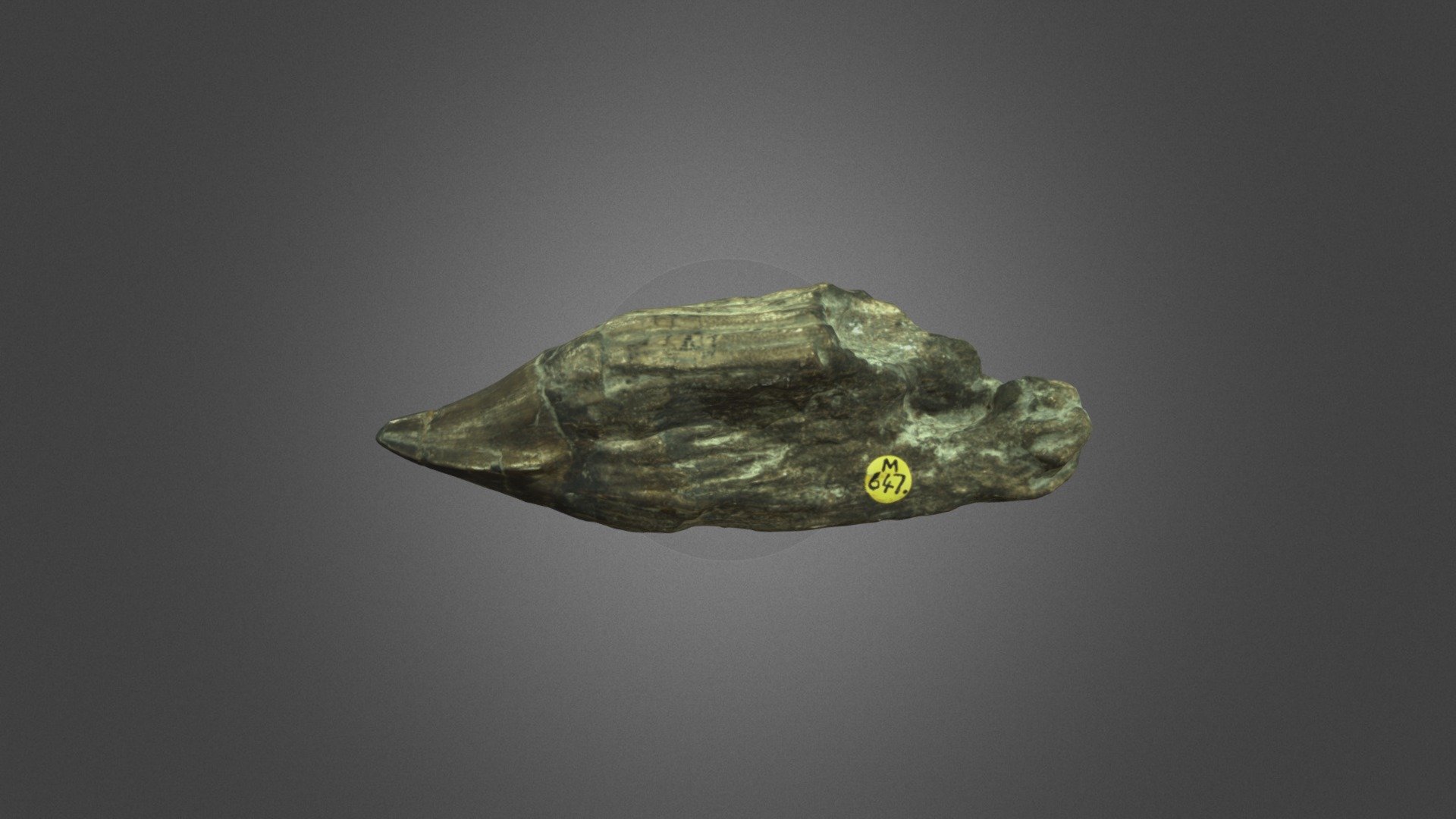 Ichthyosaur-tooth - 3D model by BRLSI Collection (@BRLSIcollection ...