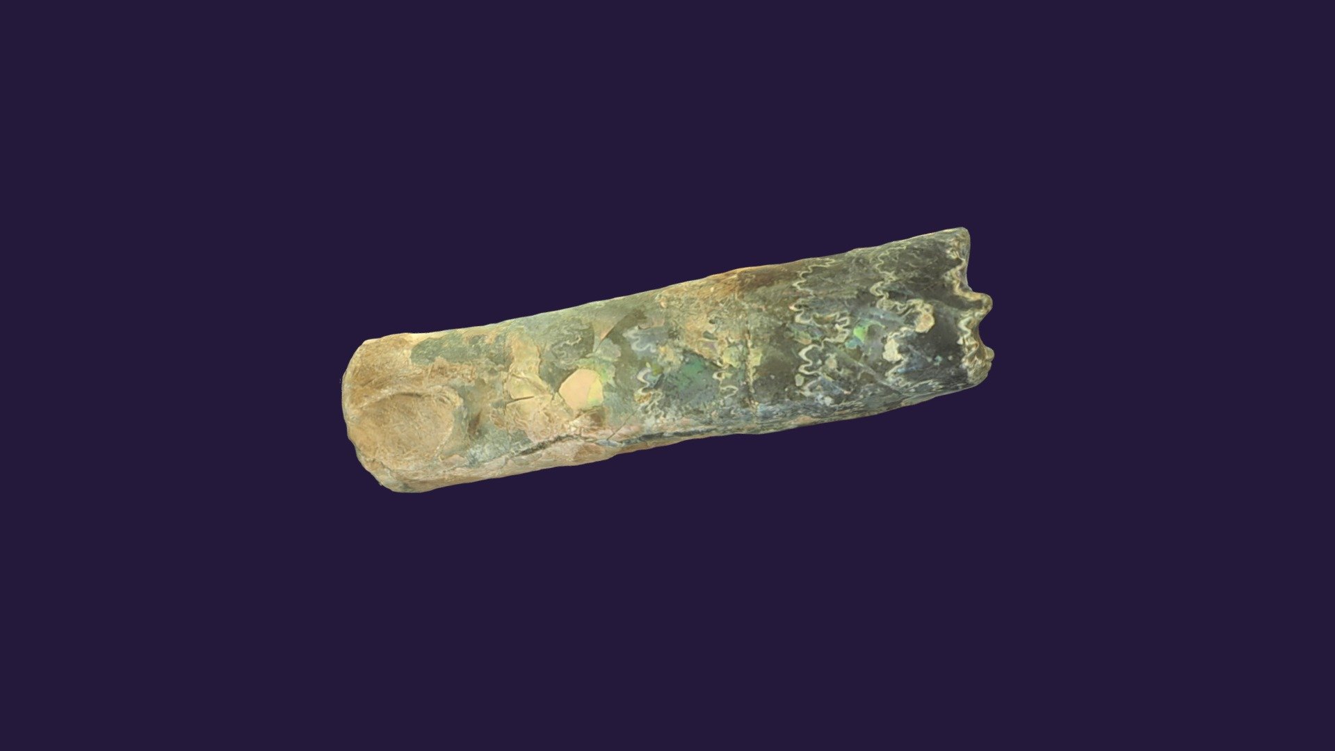 Baculites codyensis D8995-b - 3D model by Shellie Luallin (@Paleogirl ...