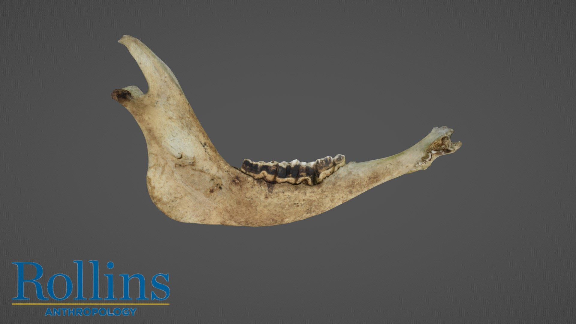 Cow Jaw - Download Free 3D model by Rollins College Archaeology ...