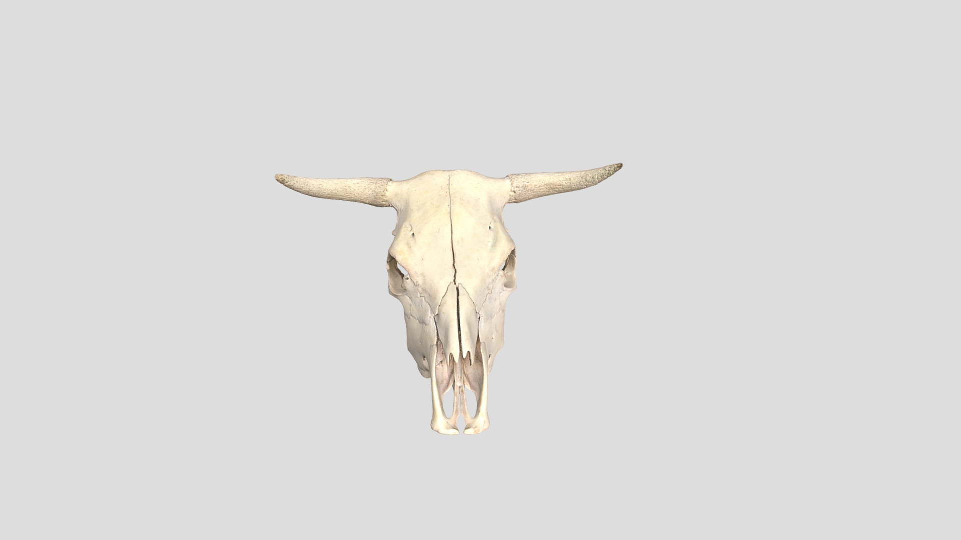 Cow Skull - Download Free 3D model by teachingtechie [83f4ee2] - Sketchfab