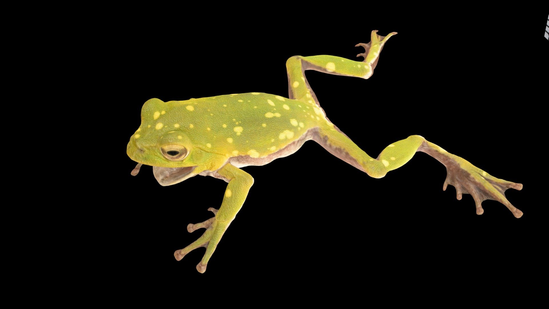 CC0 シュレーゲルアオガエル 🐸 ♂ Schlegel's Green Tree Frog - Download Free 3D model ...