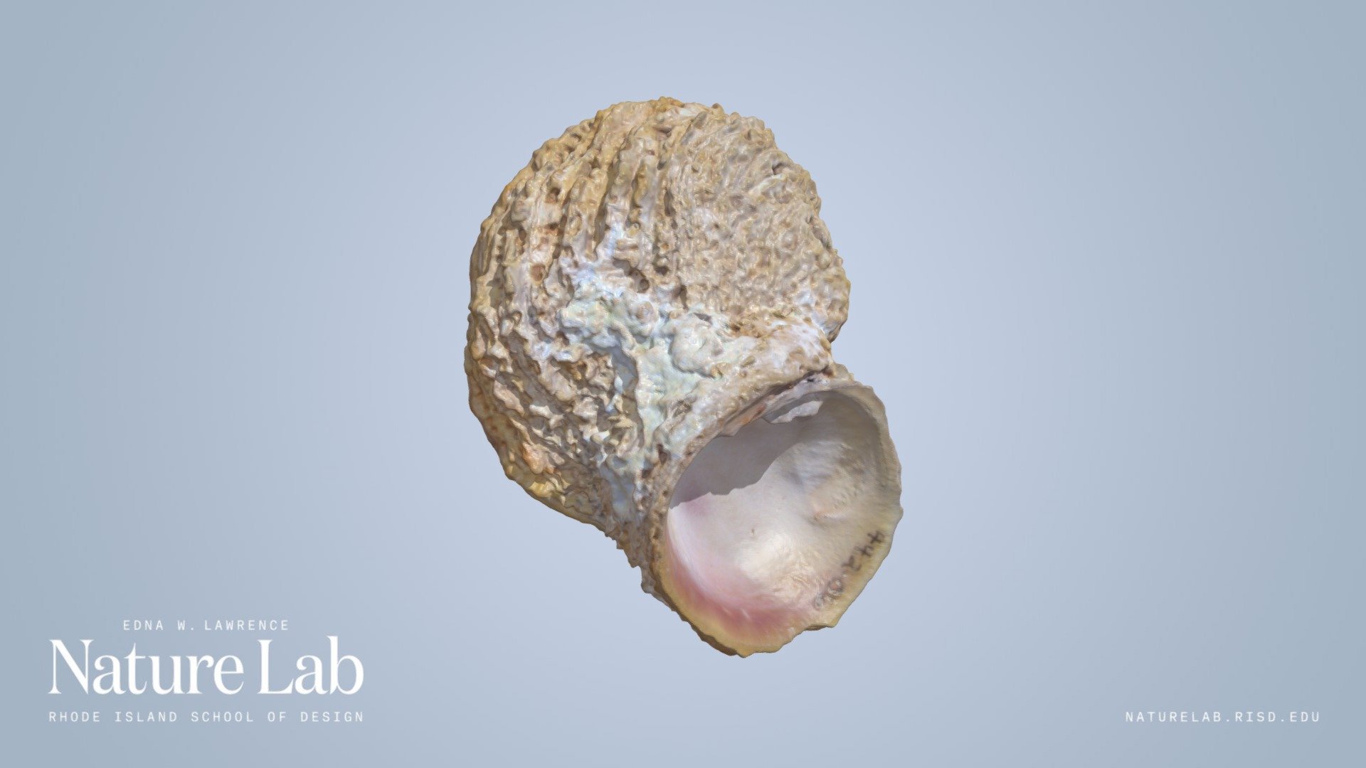 Oyster Shell - Download Free 3D model by RISD Nature Lab ...