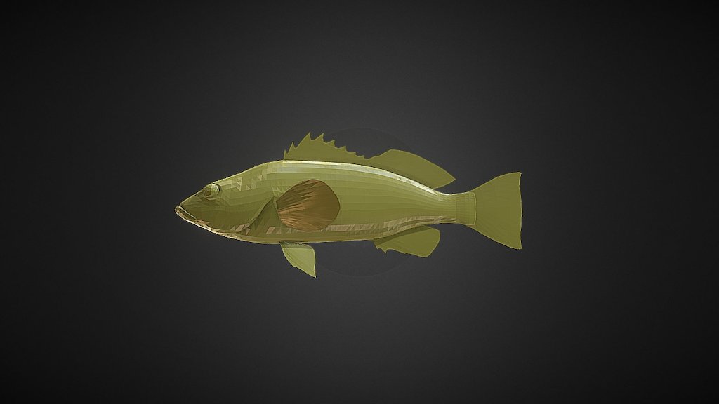 Hamor Fish - Download Free 3D model by MOHMAX1 [8405930] - Sketchfab