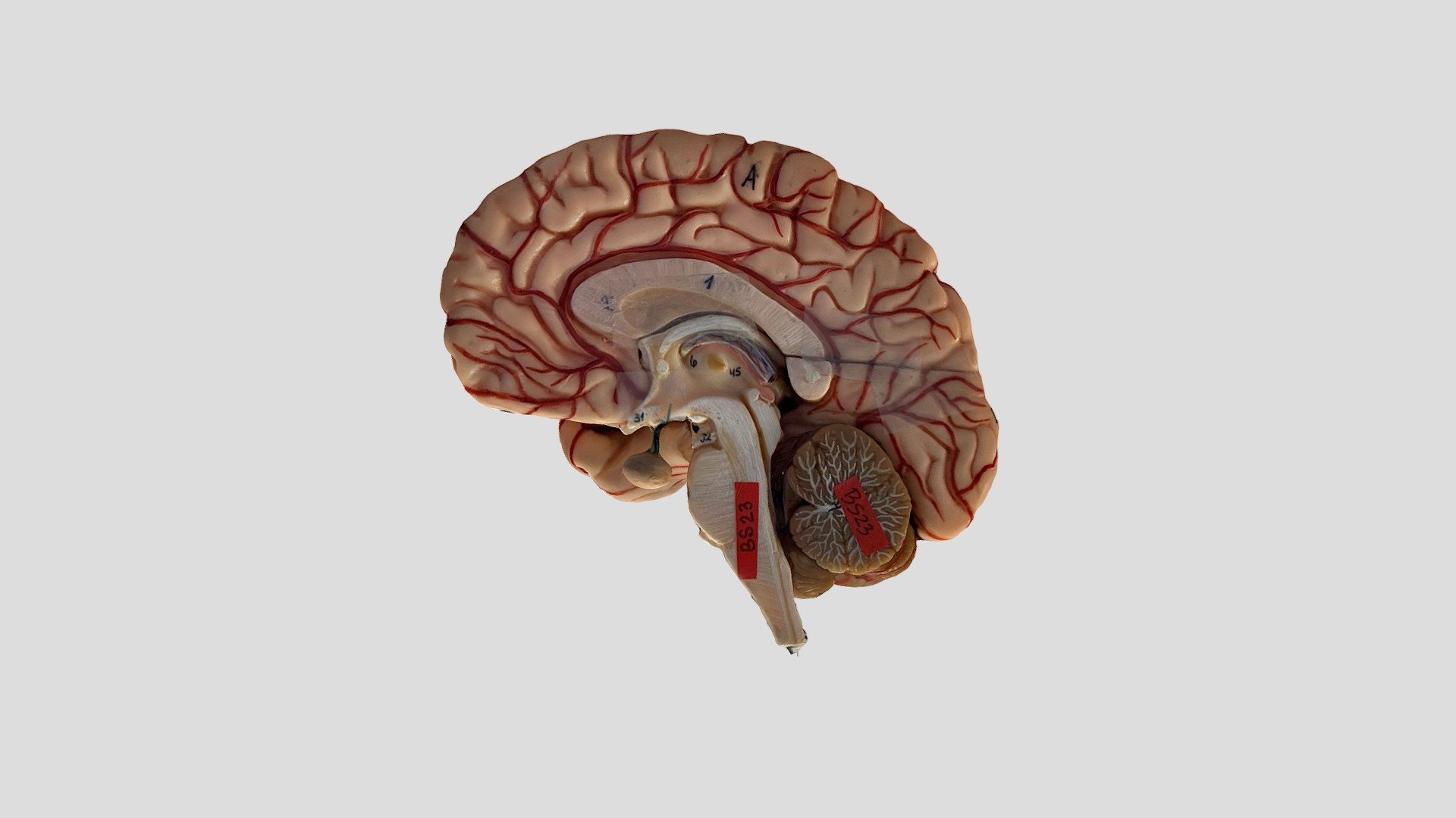 Vascular Brain Model - Midsagittal Section - Download Free 3D model by ...