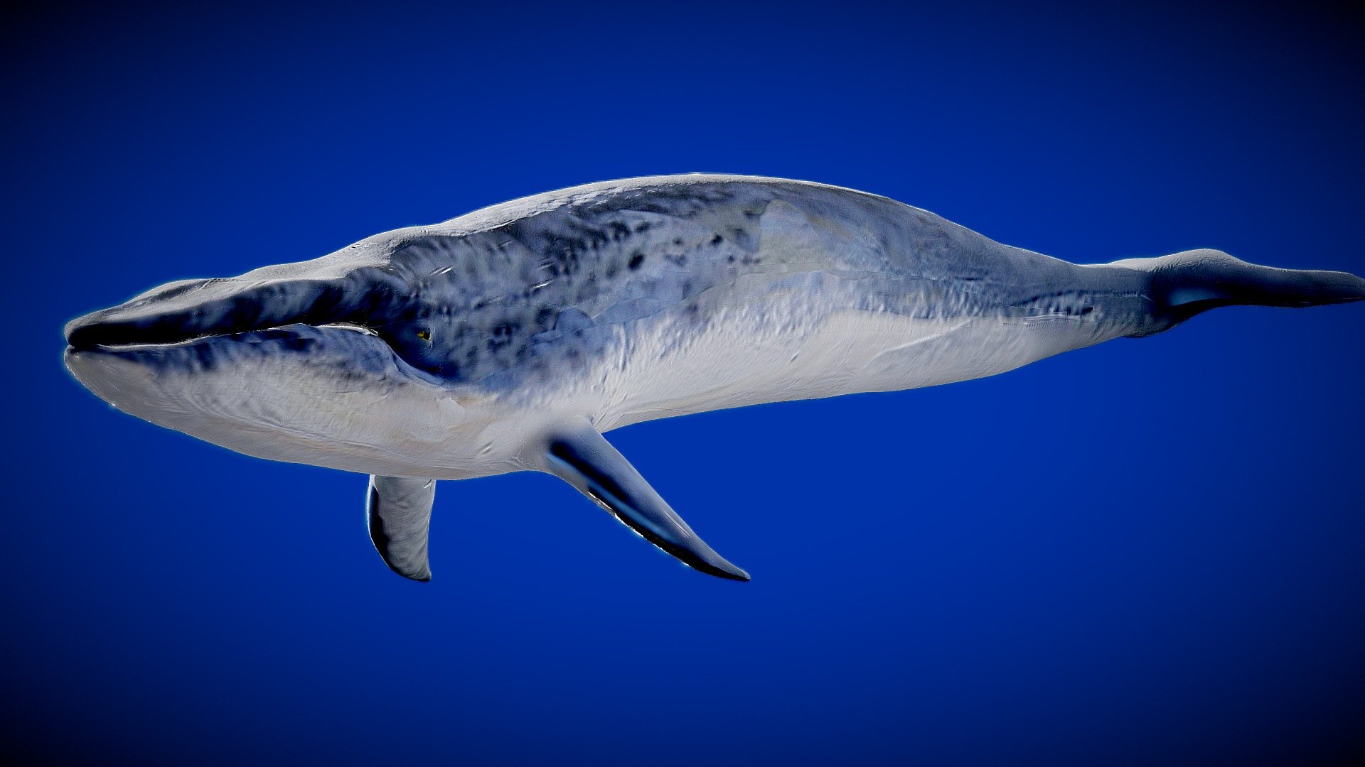 Blue Whale - 3D model by Anees Animates (@AneesAnimates) [8413cb5 ...