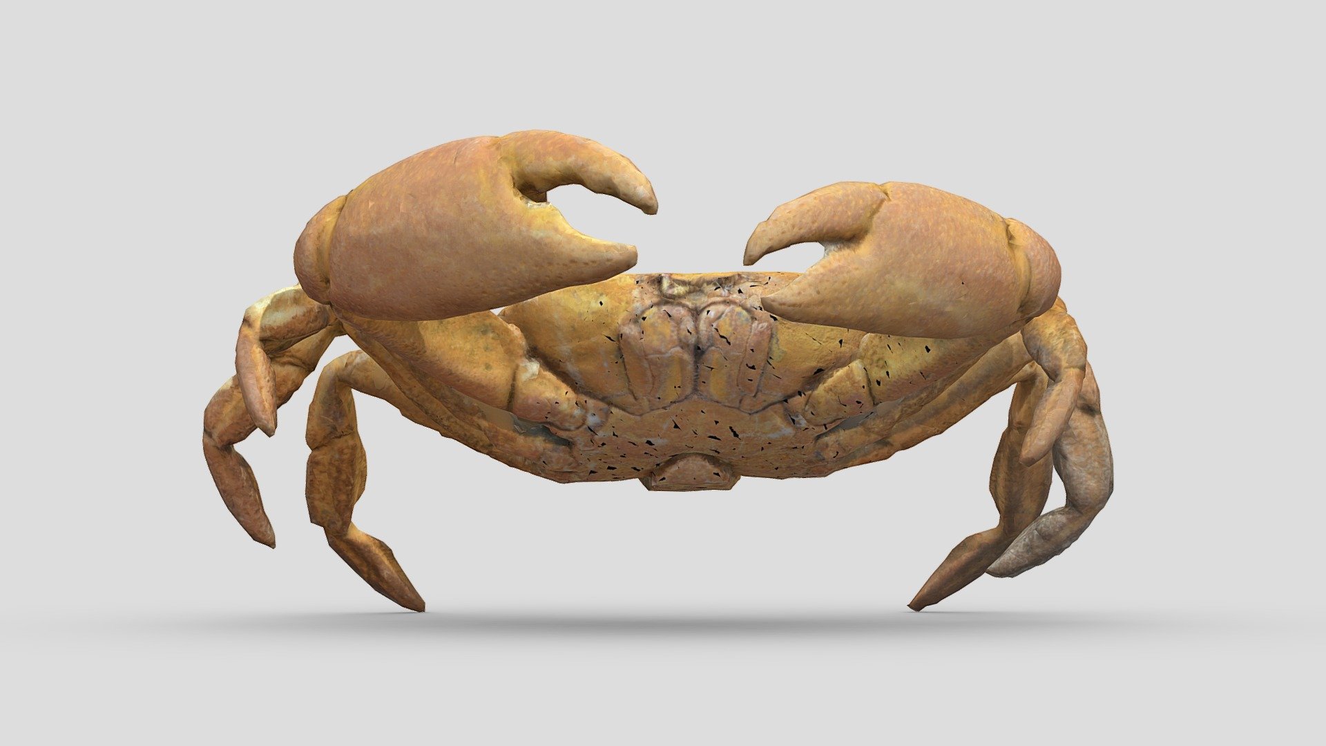 Segozancia Sp Male Crab - InstaLOD - Download Free 3D model by Thomas ...