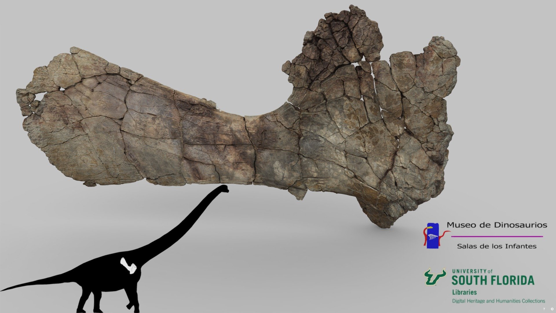 Scapula of the Europatitan - 3D model by University of South Florida ...