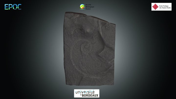 Graptolite 3D models - Sketchfab