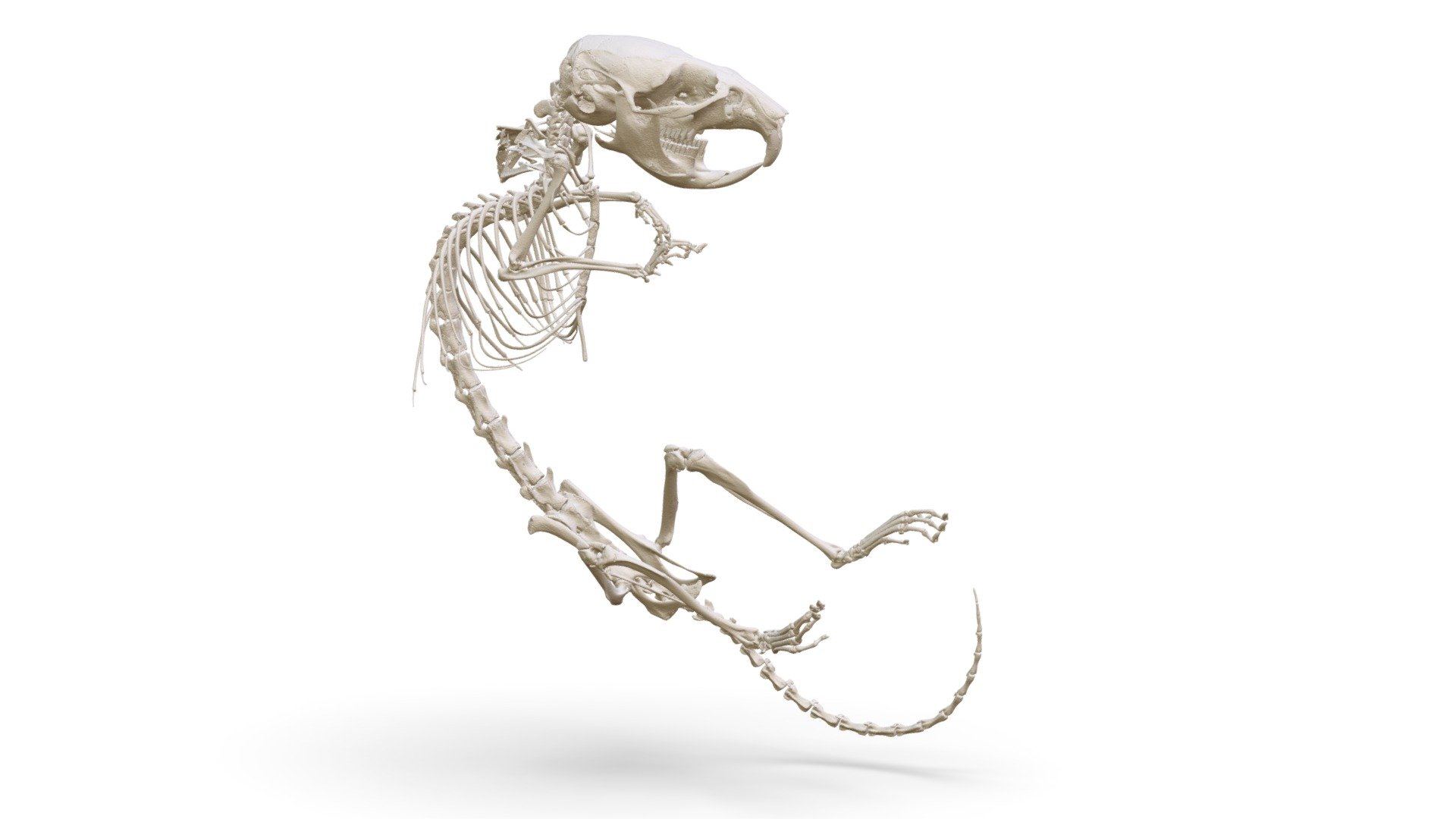 Microtus longicaudus (MSB:Mamm:280926) - 3D model by Biodiversity ...