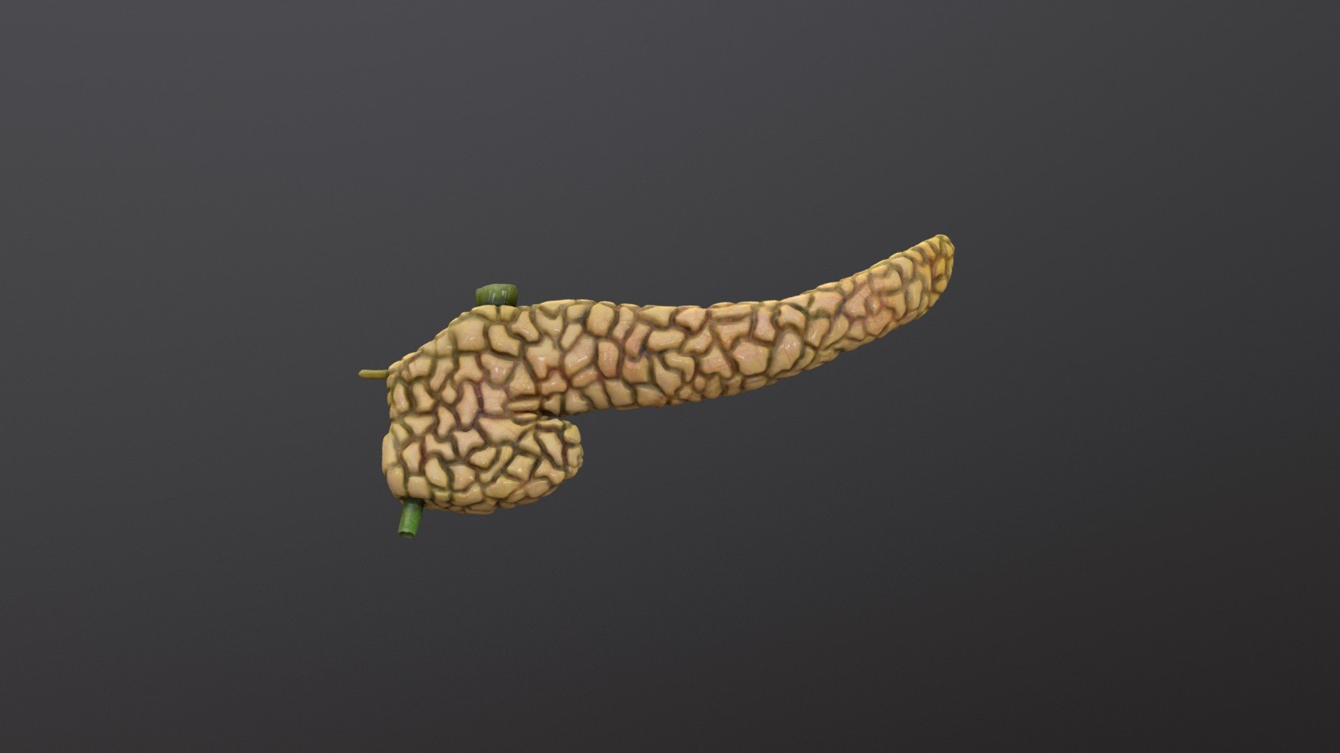 Human Pancreas (Highpoly) - 3D model by Fanders [8429791] - Sketchfab