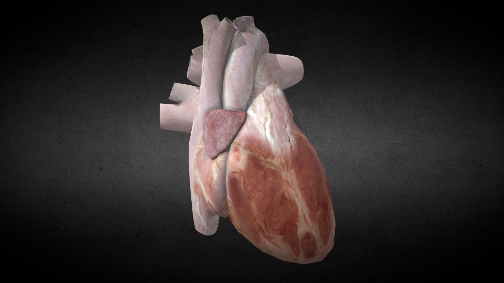 Human Heart - Buy Royalty Free 3D model by dcbittorf [842a4fb ...