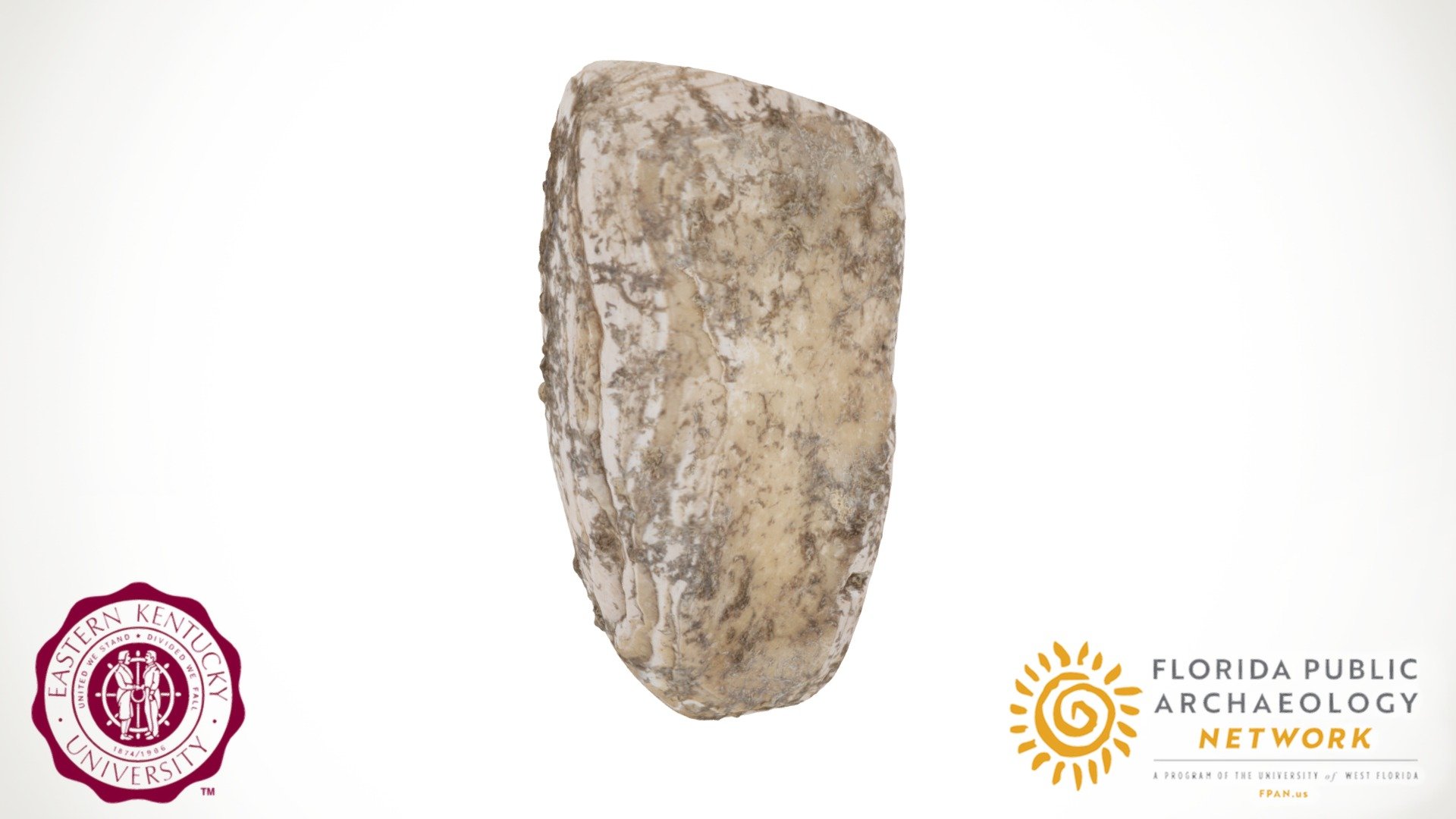 Shell Adze, Tomoka Mound and Midden Complex - 3D model by Florida ...