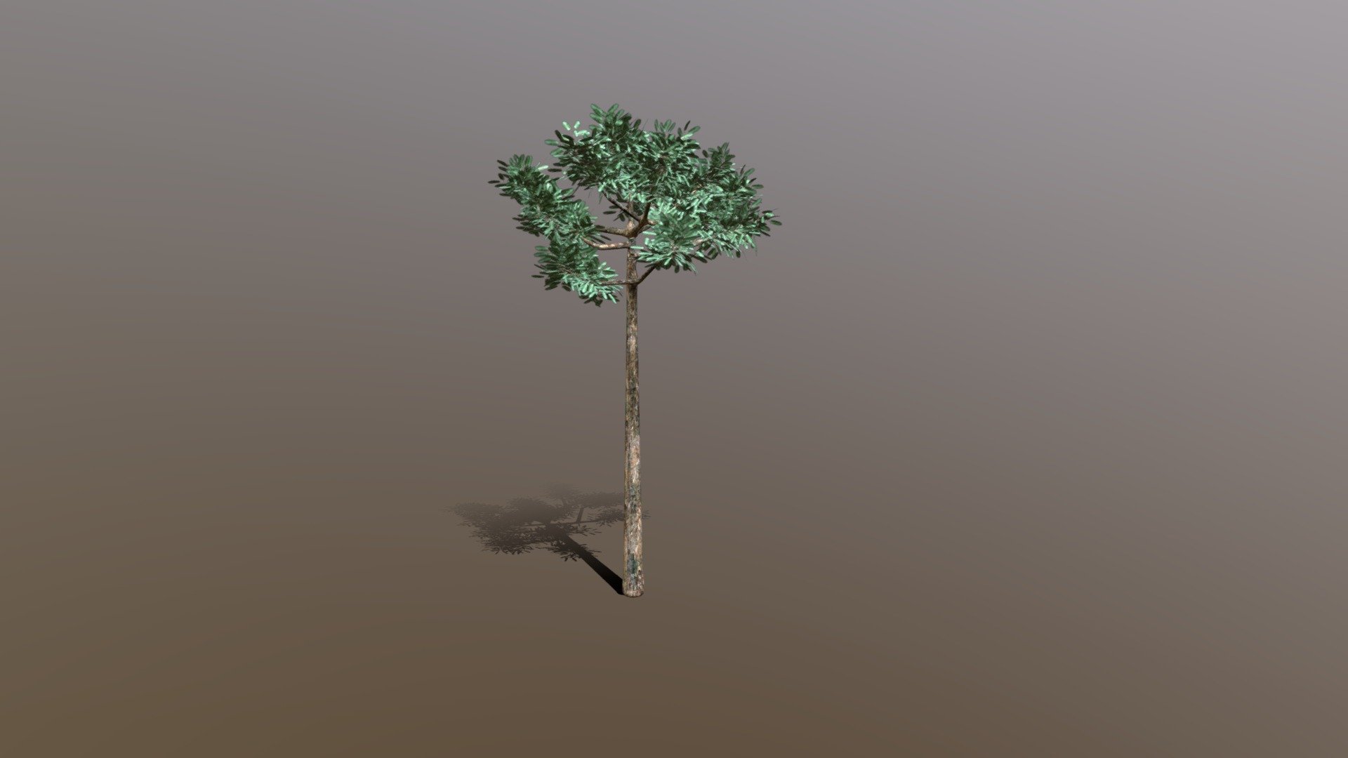 Brazil nut tree - Bertholletia excelsa - 3D model by dgran [8432b85 ...