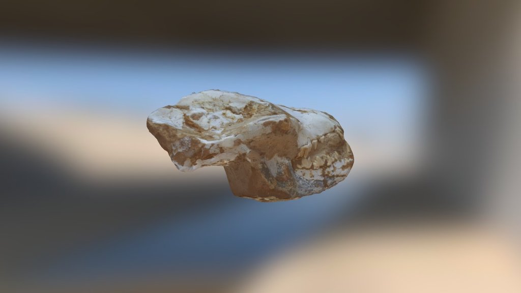 KUTUP AYISI KAFATASI FOSİLİ - 3D model by 3D Fossils (@conqueror78 ...