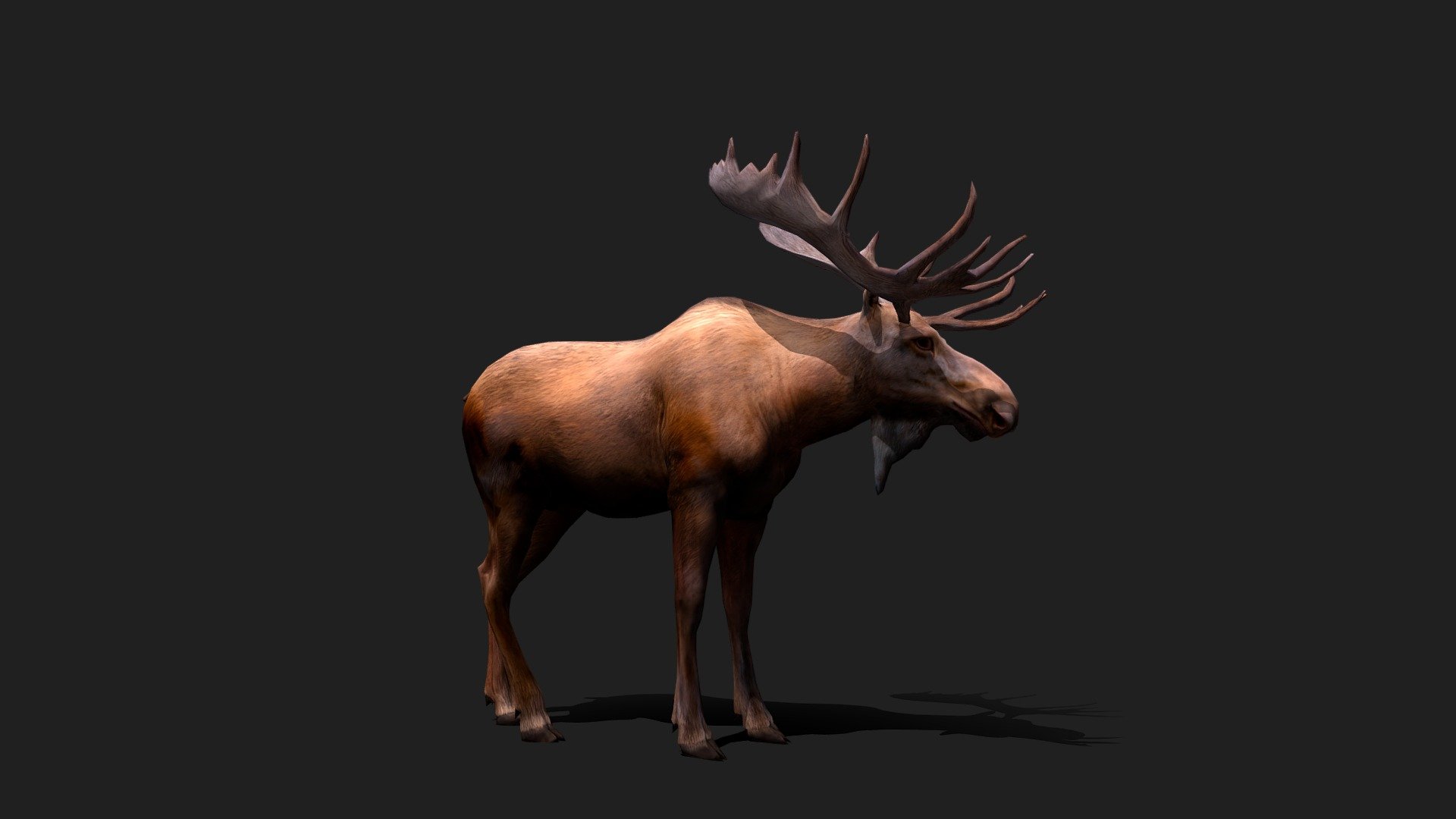 Realistic Animated Moose / Alce 3D Model - 3D model by WildMesh 3D ...