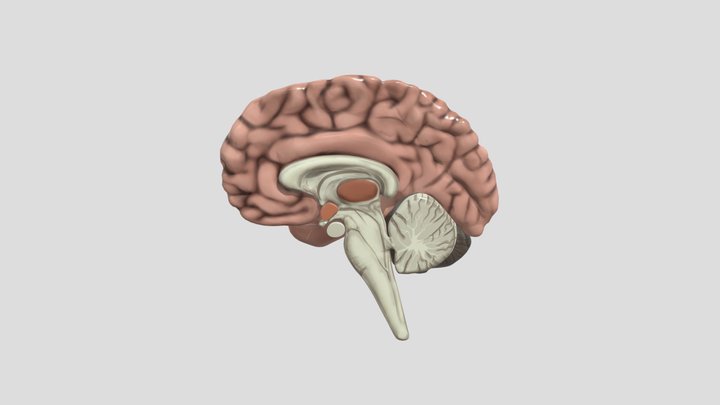 Otak 3D models - Sketchfab