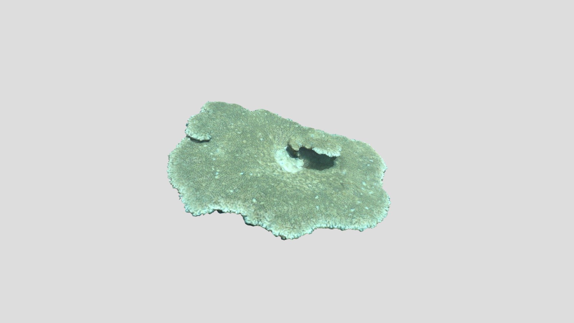 Acropora Table 2014 - 3D model by skomenda [844124e] - Sketchfab