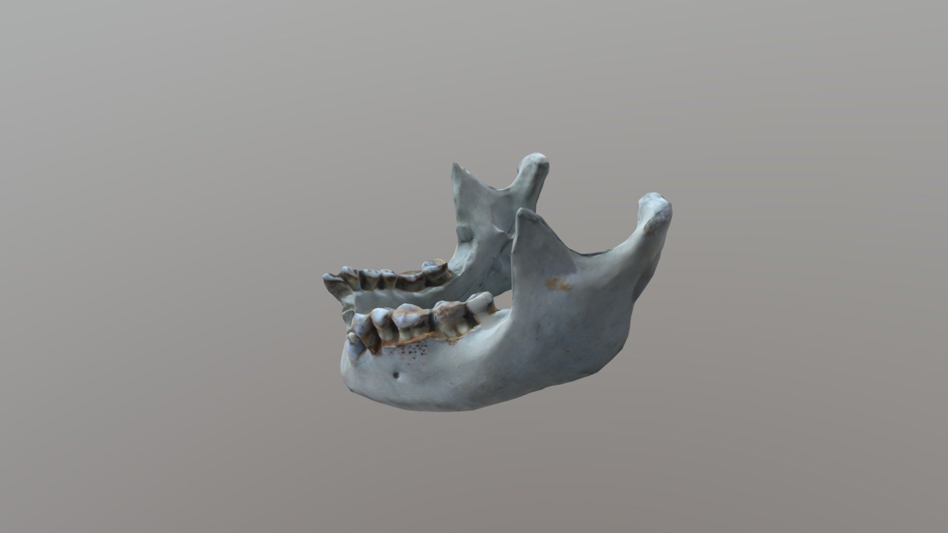 Mandible 00E 10k - 3D model by ericyap [844bd40] - Sketchfab