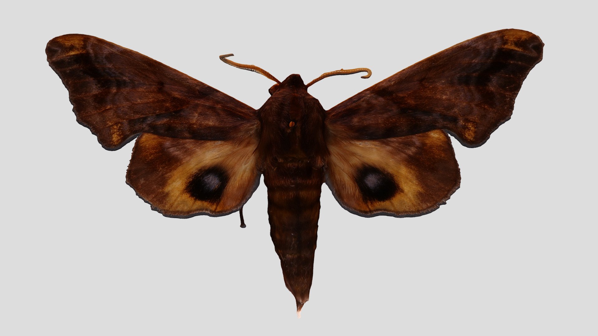 YPM ENT.866951 Lepidoptera: Paonias myops - Download Free 3D model by ...