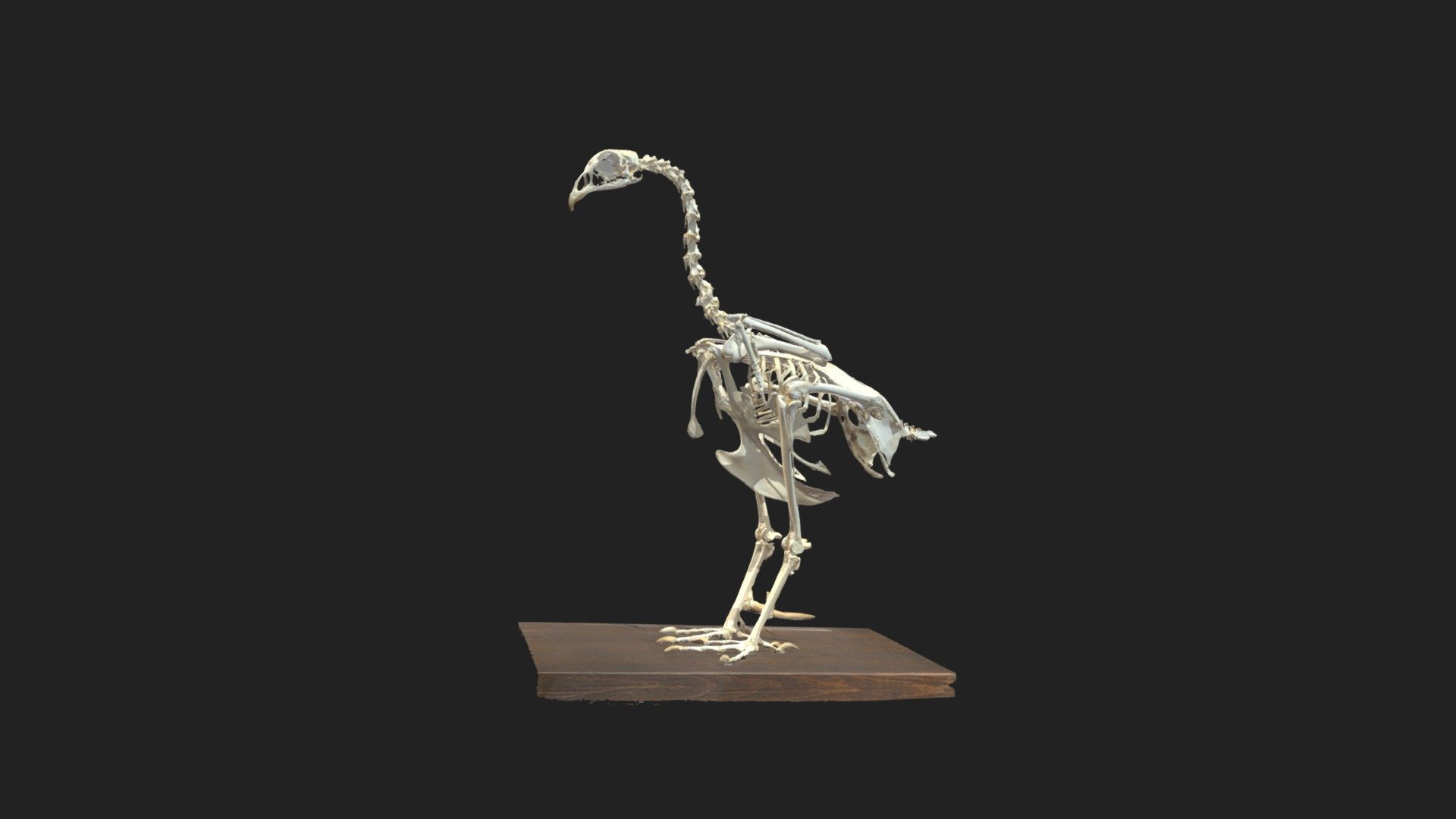 skeleton rooster - annotation of trunk - 3D model by vetanatMunich ...