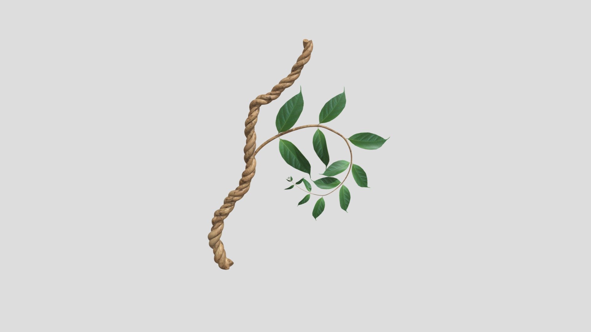 Banisteriopsis caapi - Ayahuasca Vine - 3D model by eliroserobbins ...
