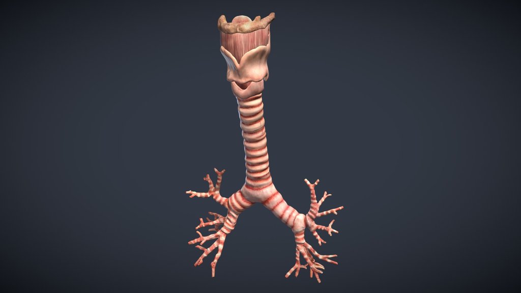 Respiratory System - A 3D model collection by OrthoTech - Sketchfab