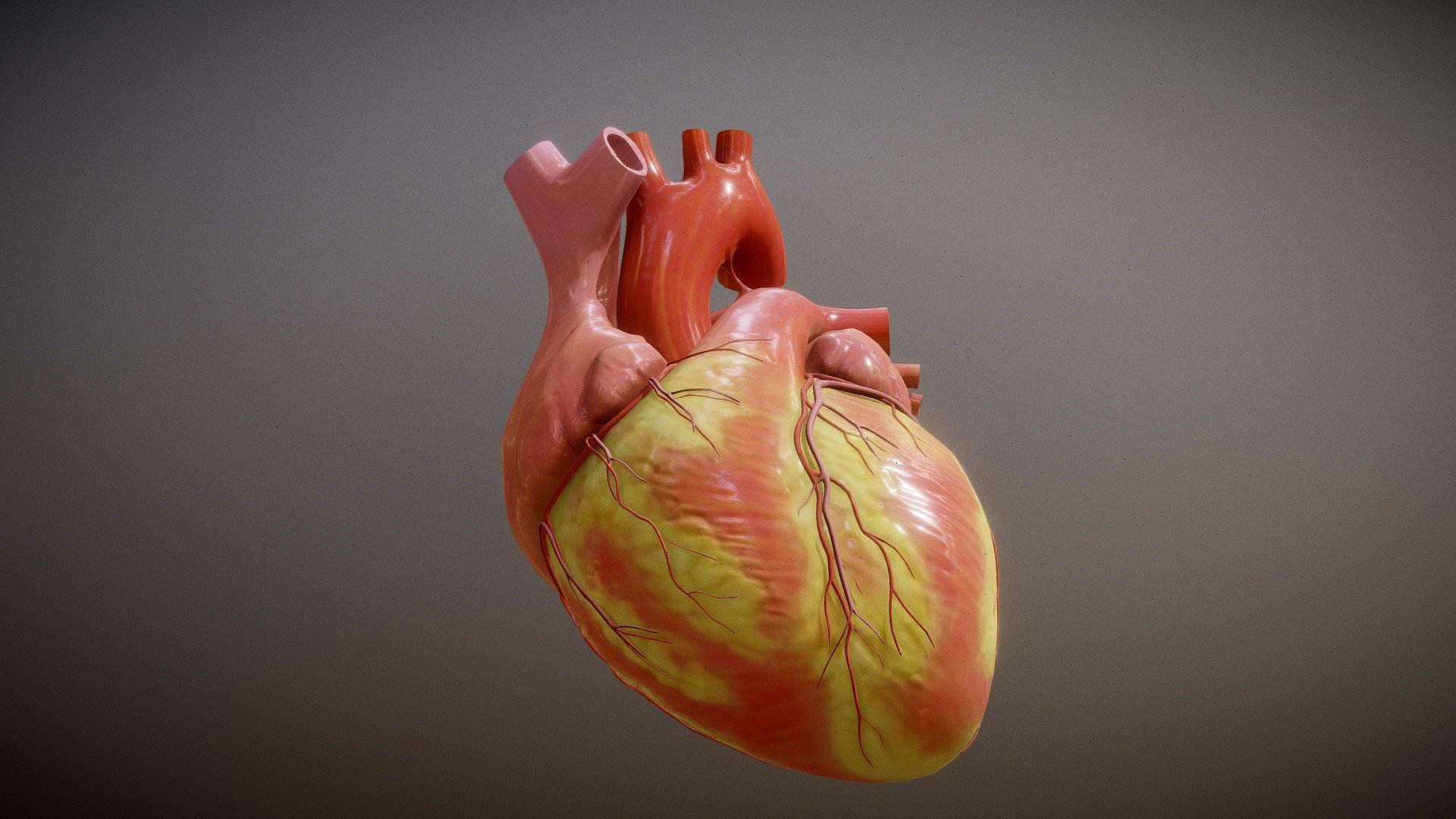 Heart example1 - 3D model by PIExr [845cc96] - Sketchfab