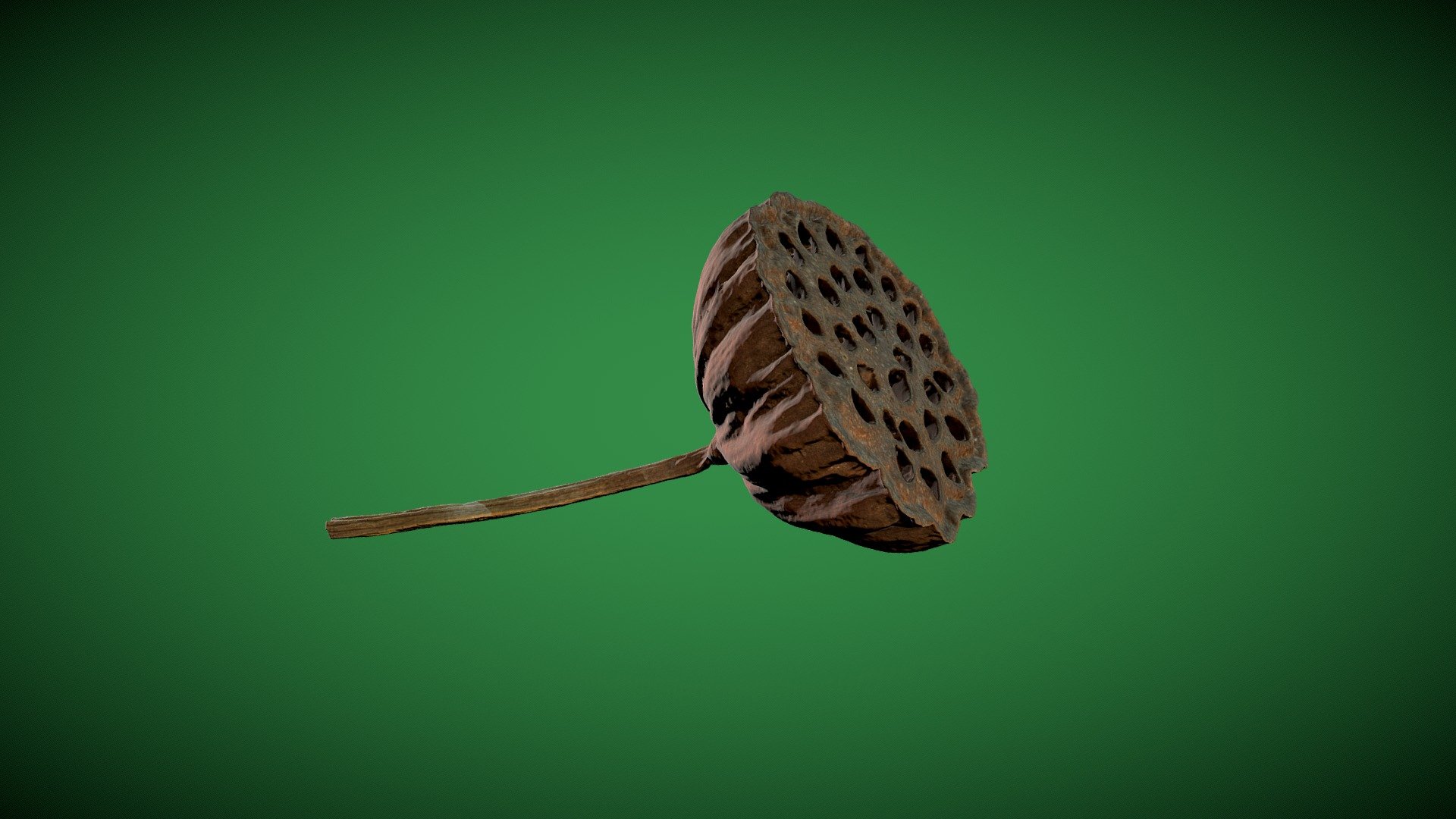 Lotus seed pod - Buy Royalty Free 3D model by Gregory Arbit ...