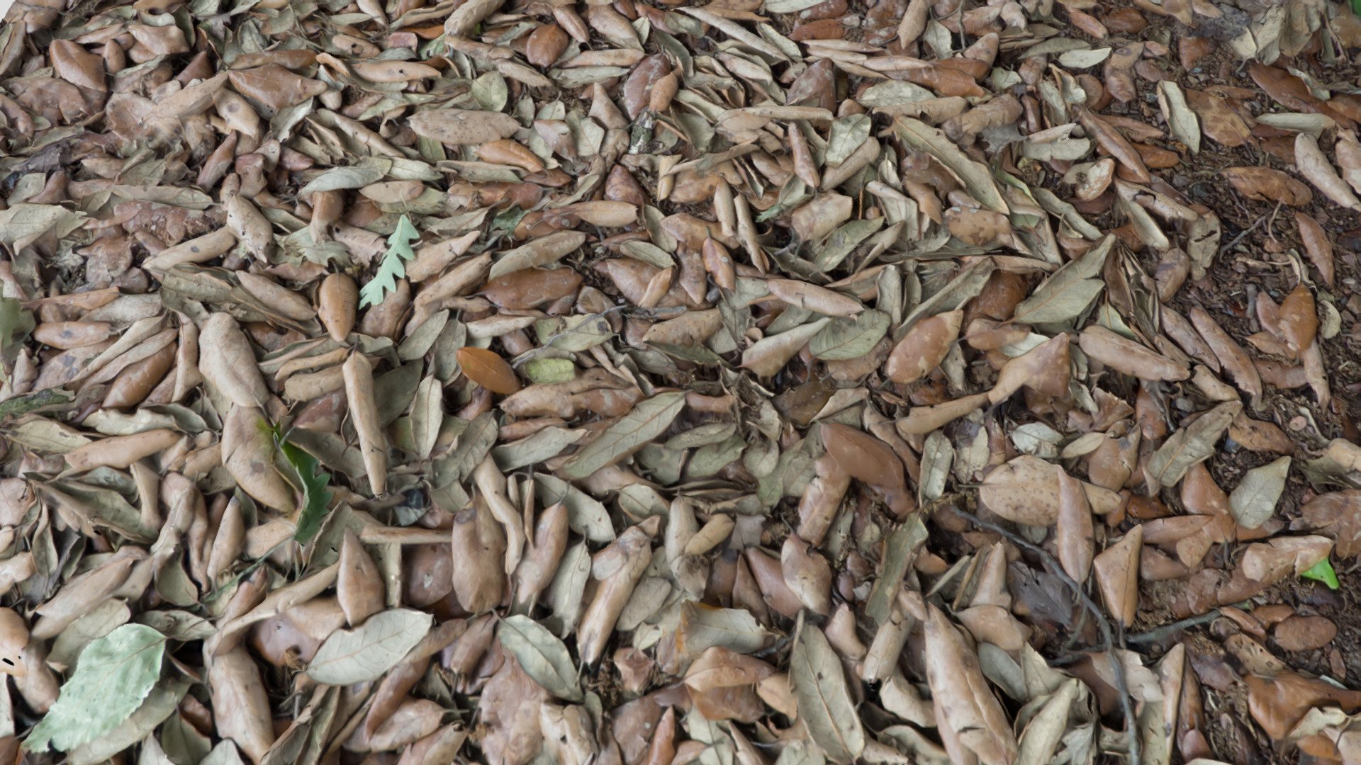 Dry Leaves Ground Scan - Download Free 3D model by CommonSpence ...
