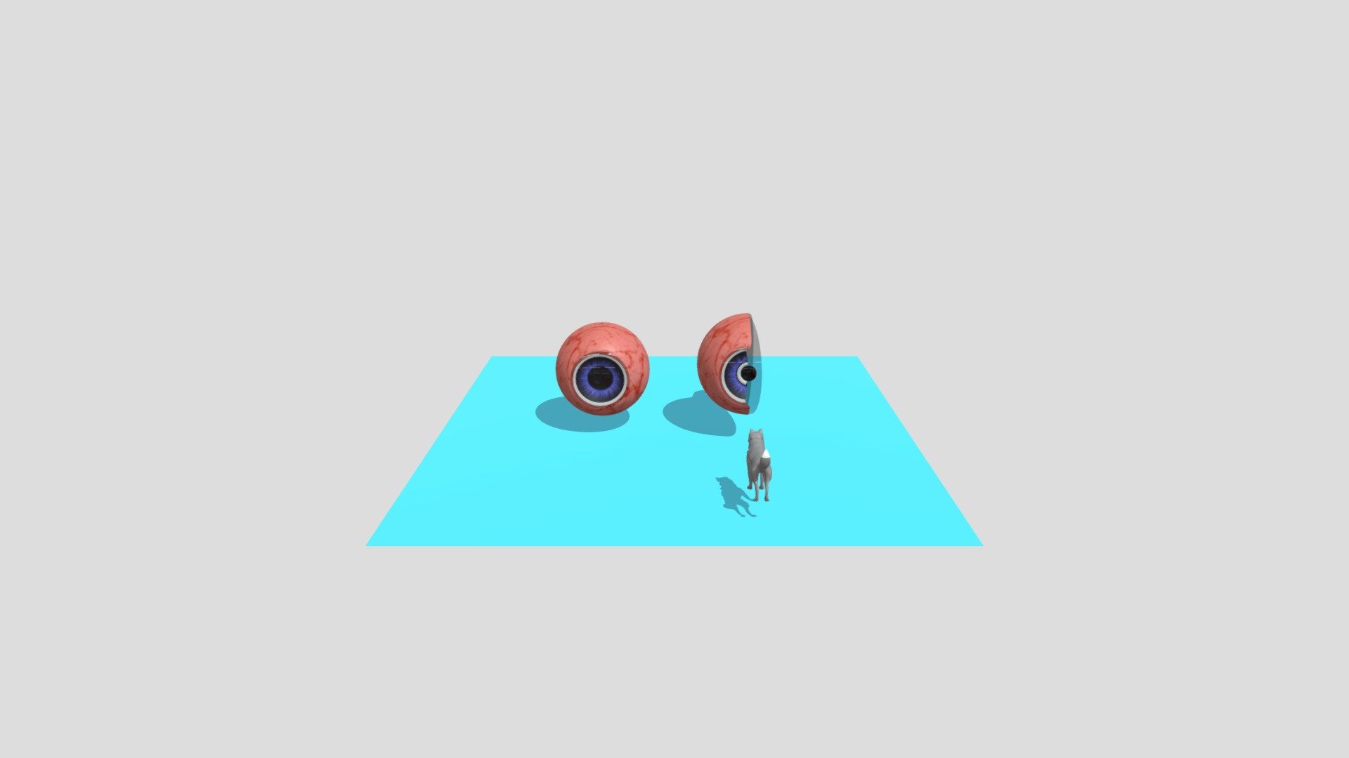 Eye Anatomy Model Full & Cross Section - 3D model by zhafranfarsyam ...