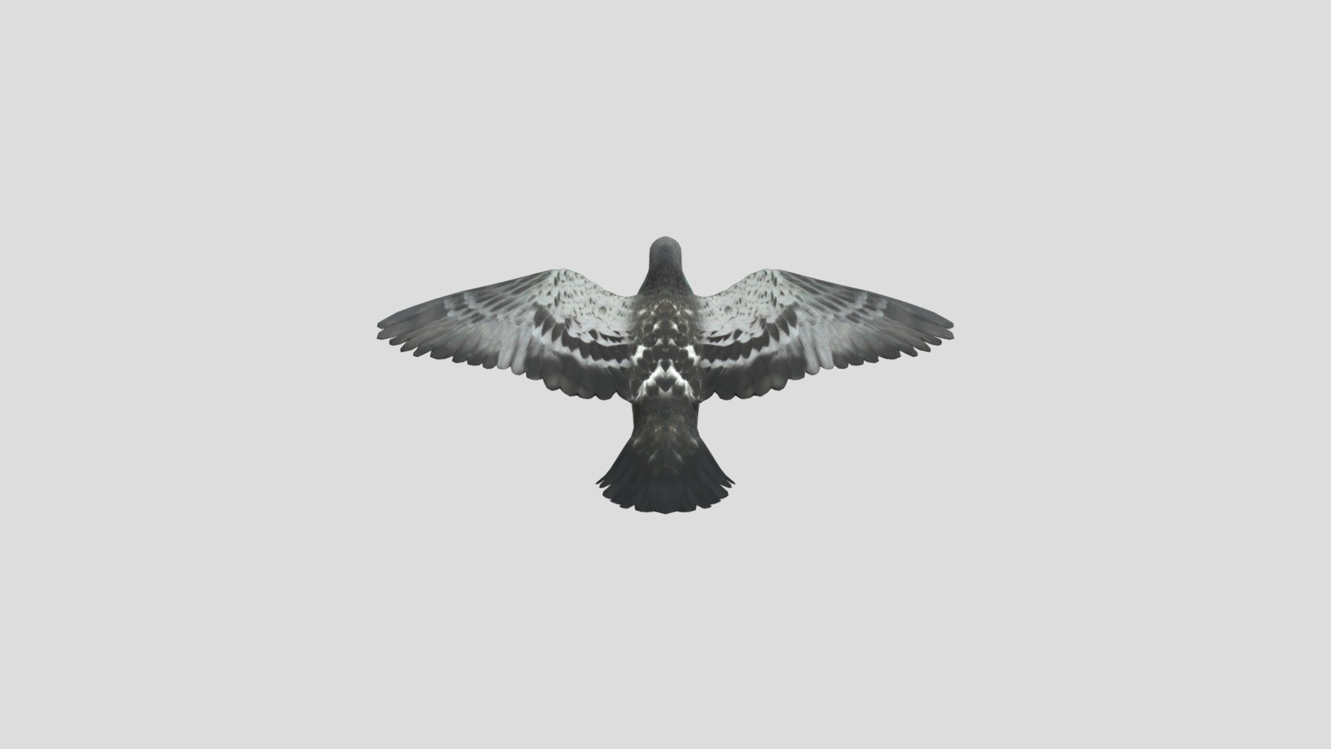 pigeon,dove,bird of peace - 3D model by enricowintheiser8 [847a91d ...
