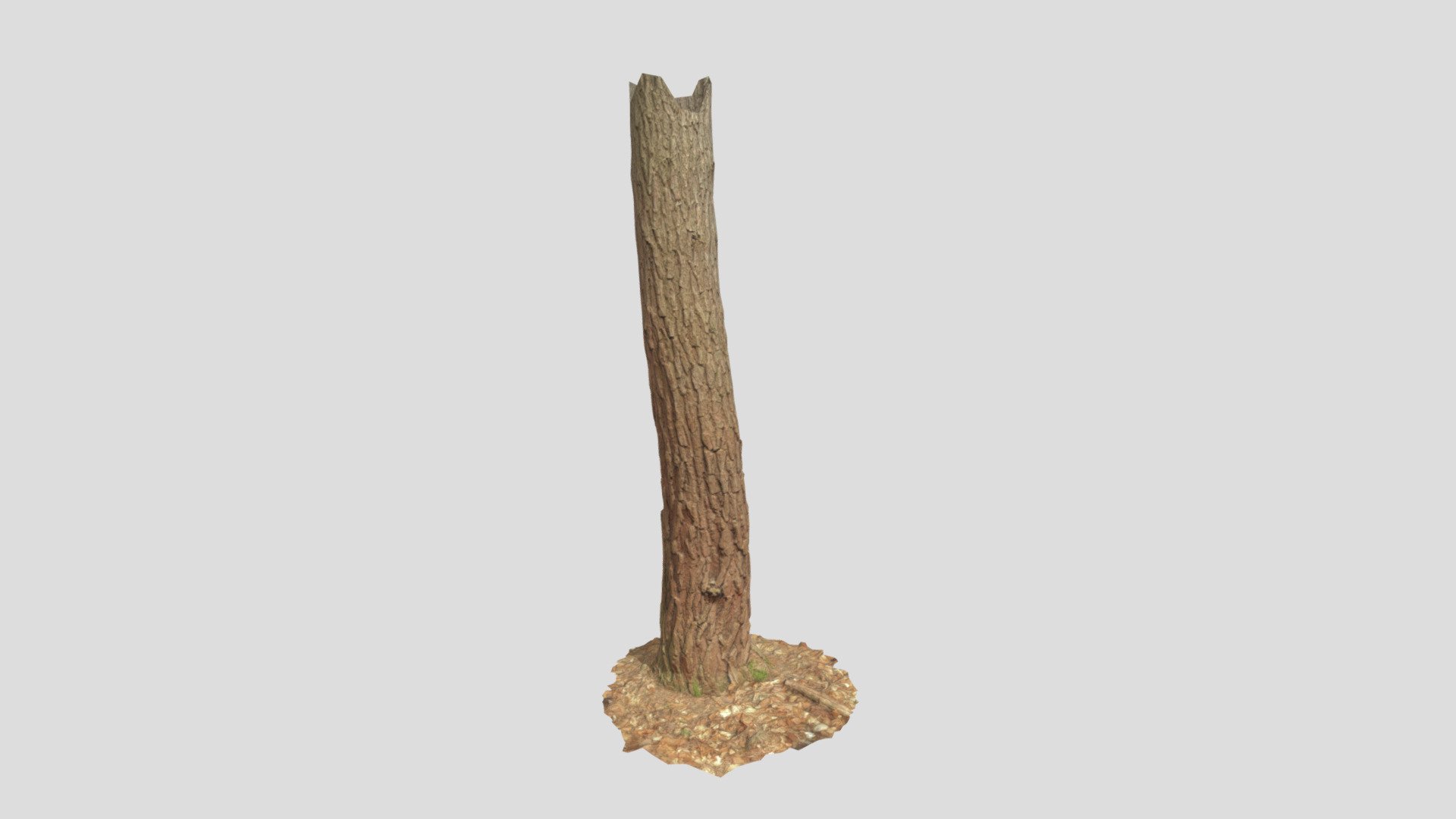 Pine Tree Trunk Roots Processed Scans Forest - Buy Royalty Free 3D ...