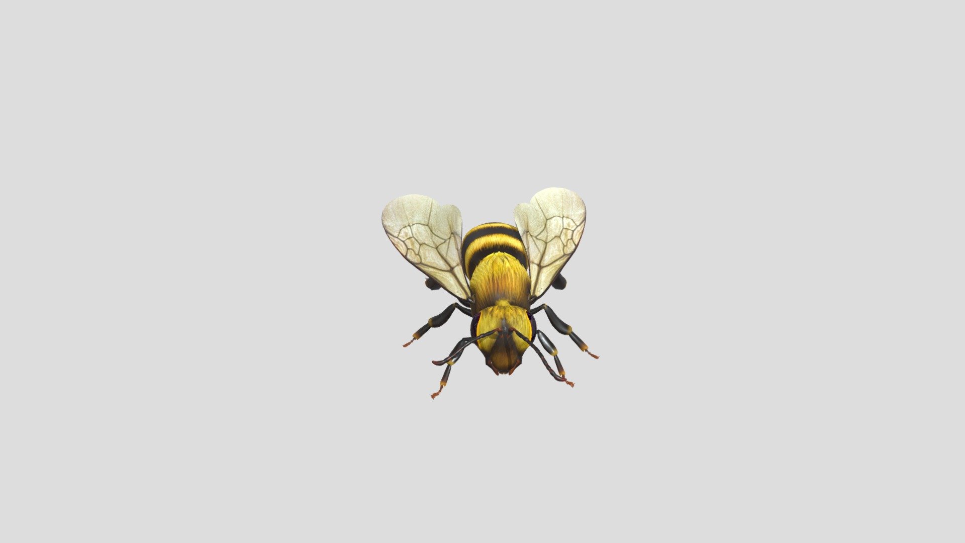 Bee - 3D model by Zenia5004 [8488b90] - Sketchfab