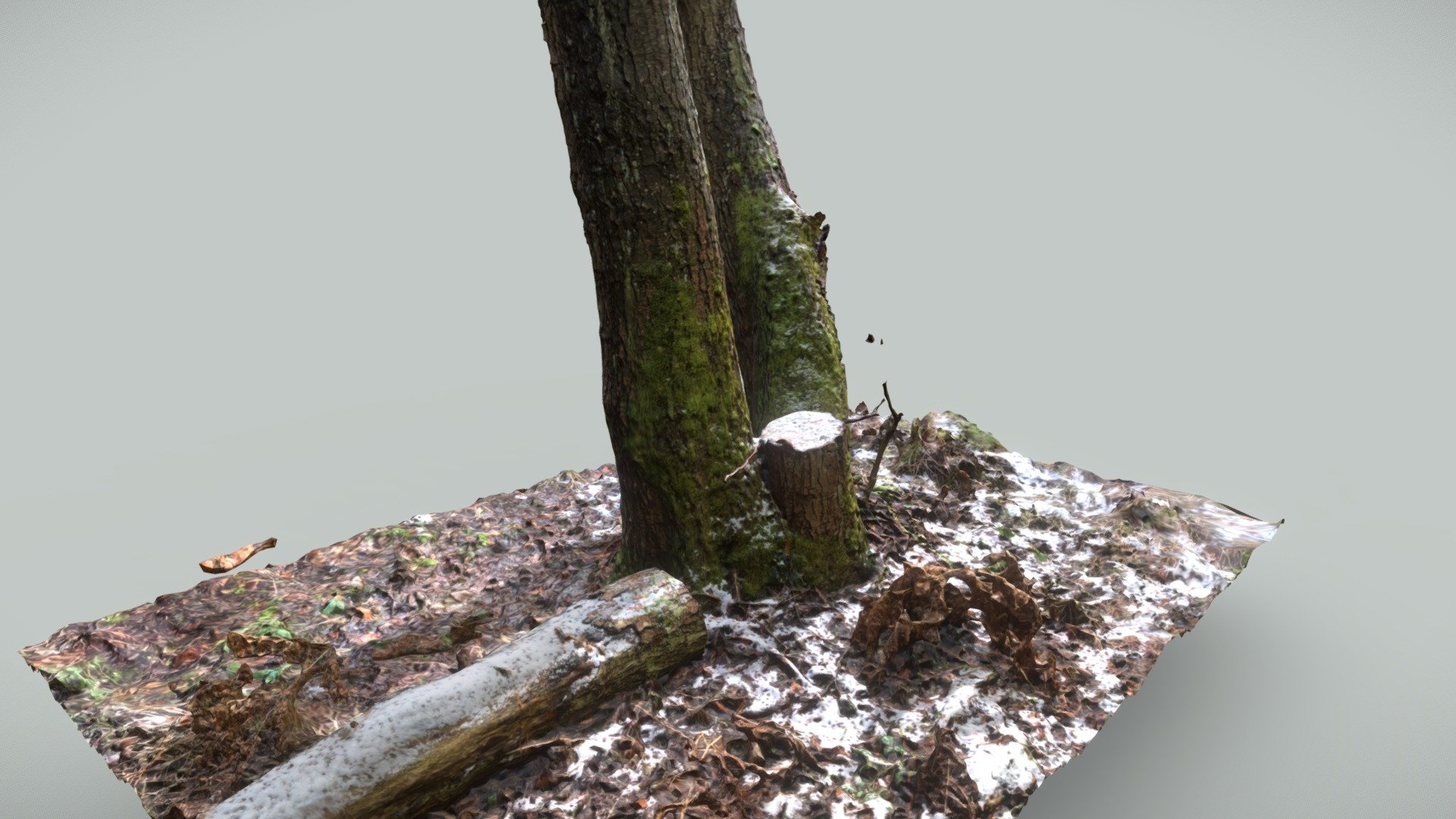 Free forest tree bark - Download Free 3D model by Marcin.Adamski1 ...