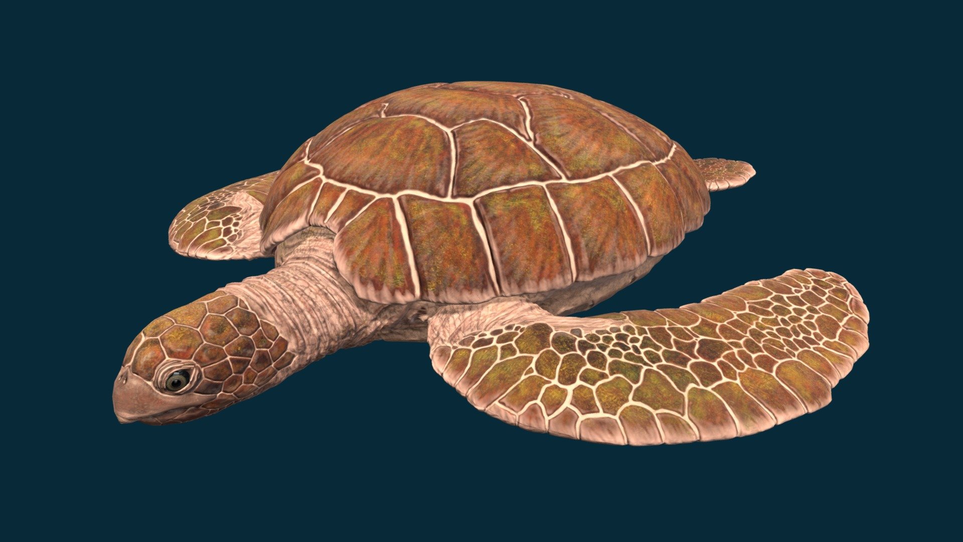 Turtle - 3D model by Toschany [848ef15] - Sketchfab