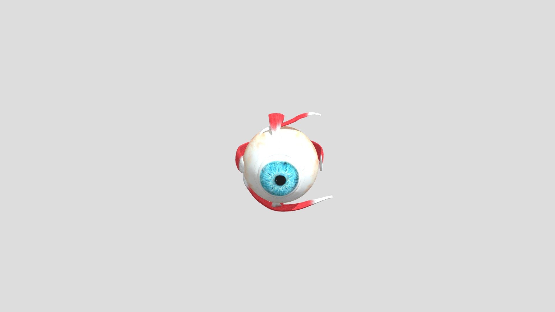 Eye Muscle Animation - Download Free 3D model by Pixio x AI Tutor ...