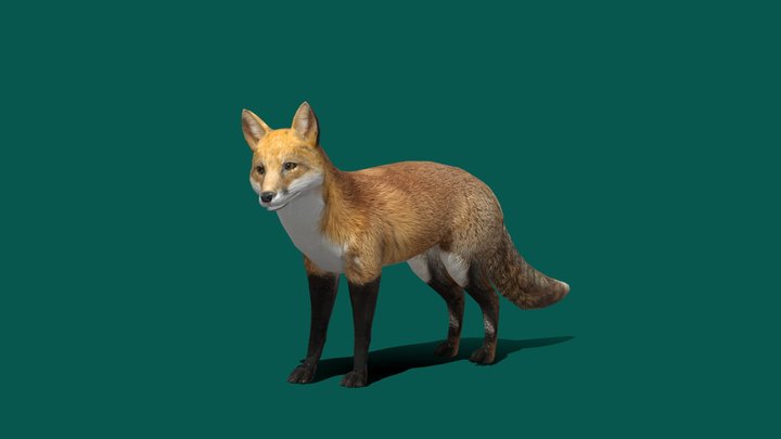 Redfox 3D models - Sketchfab