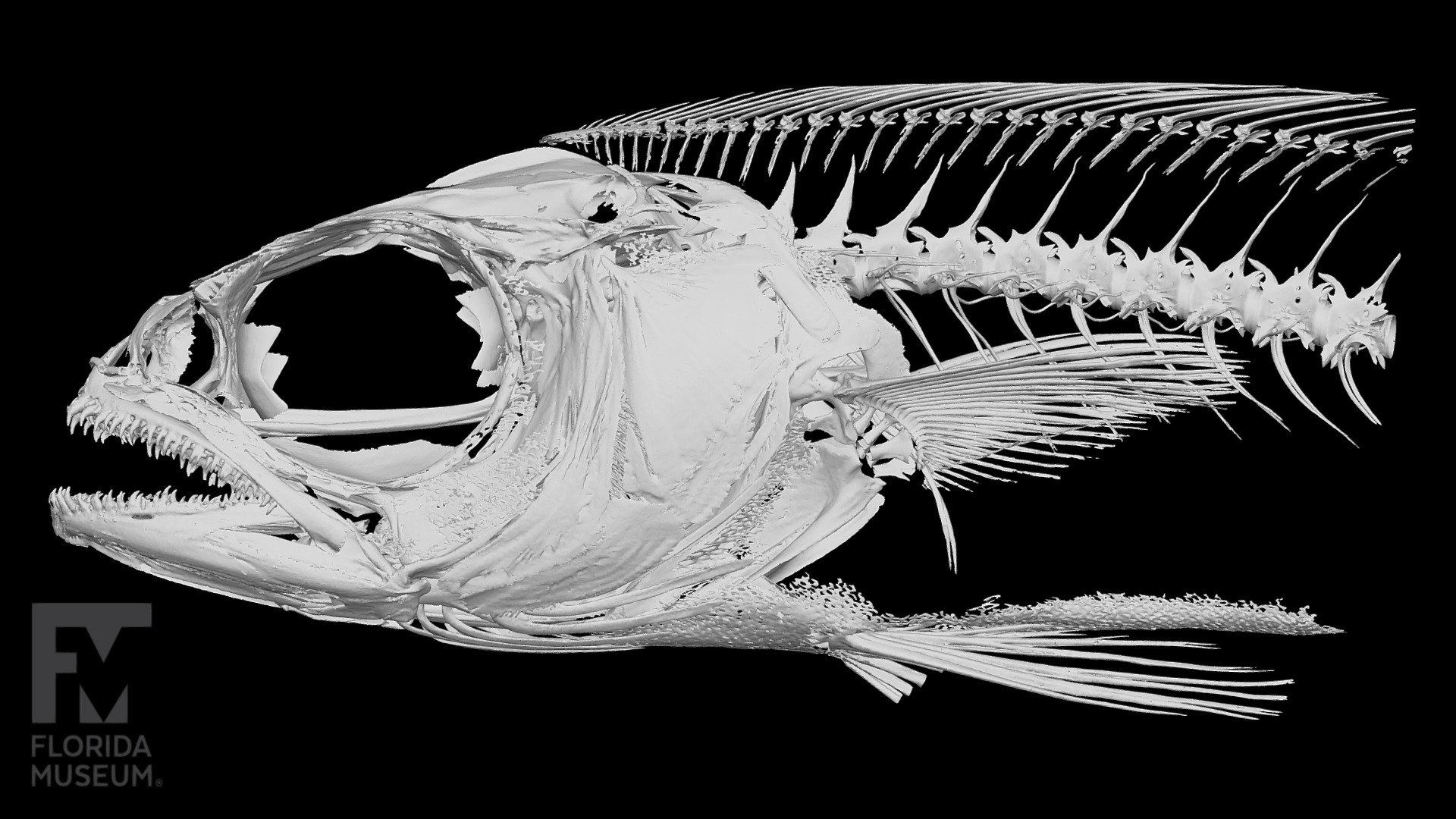 Mahi-mahi Fish CT Scan, Coryphaenidae - 3D model by FloridaMuseum ...