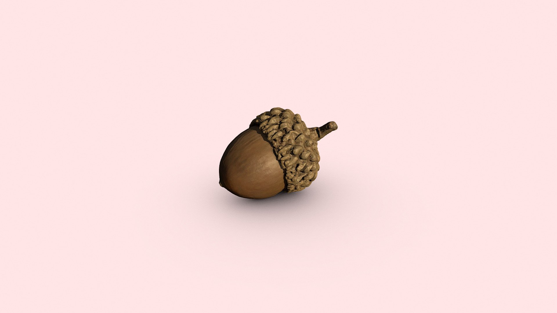 Acorn - Download Free 3D model by Europac3d [84ad040] - Sketchfab
