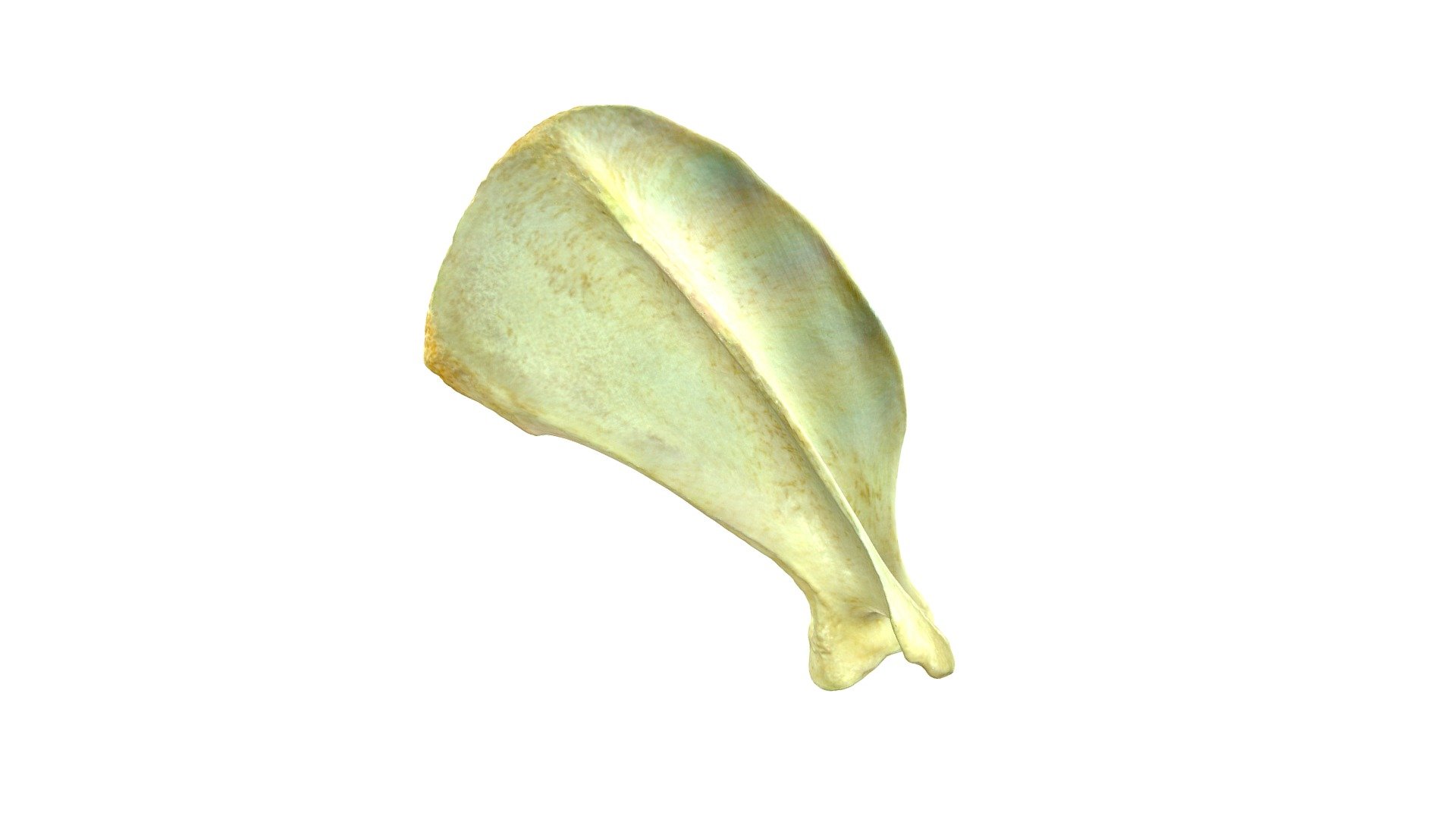 Dog Scapula - 3D model by rvcanatomy [84ad91d] - Sketchfab